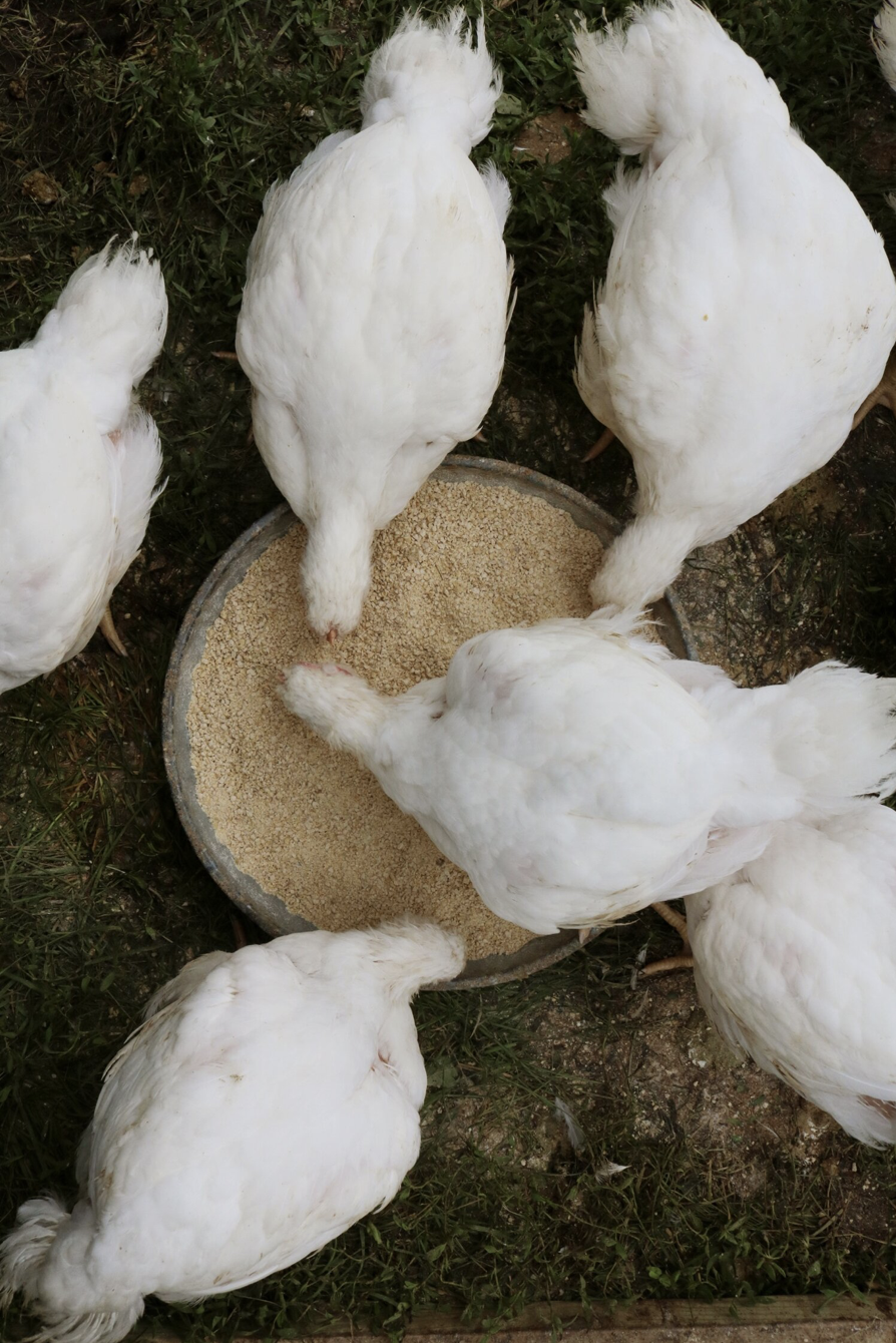 Complete Guide: How to Raise, Butcher, and Process Chickens — Under A ...