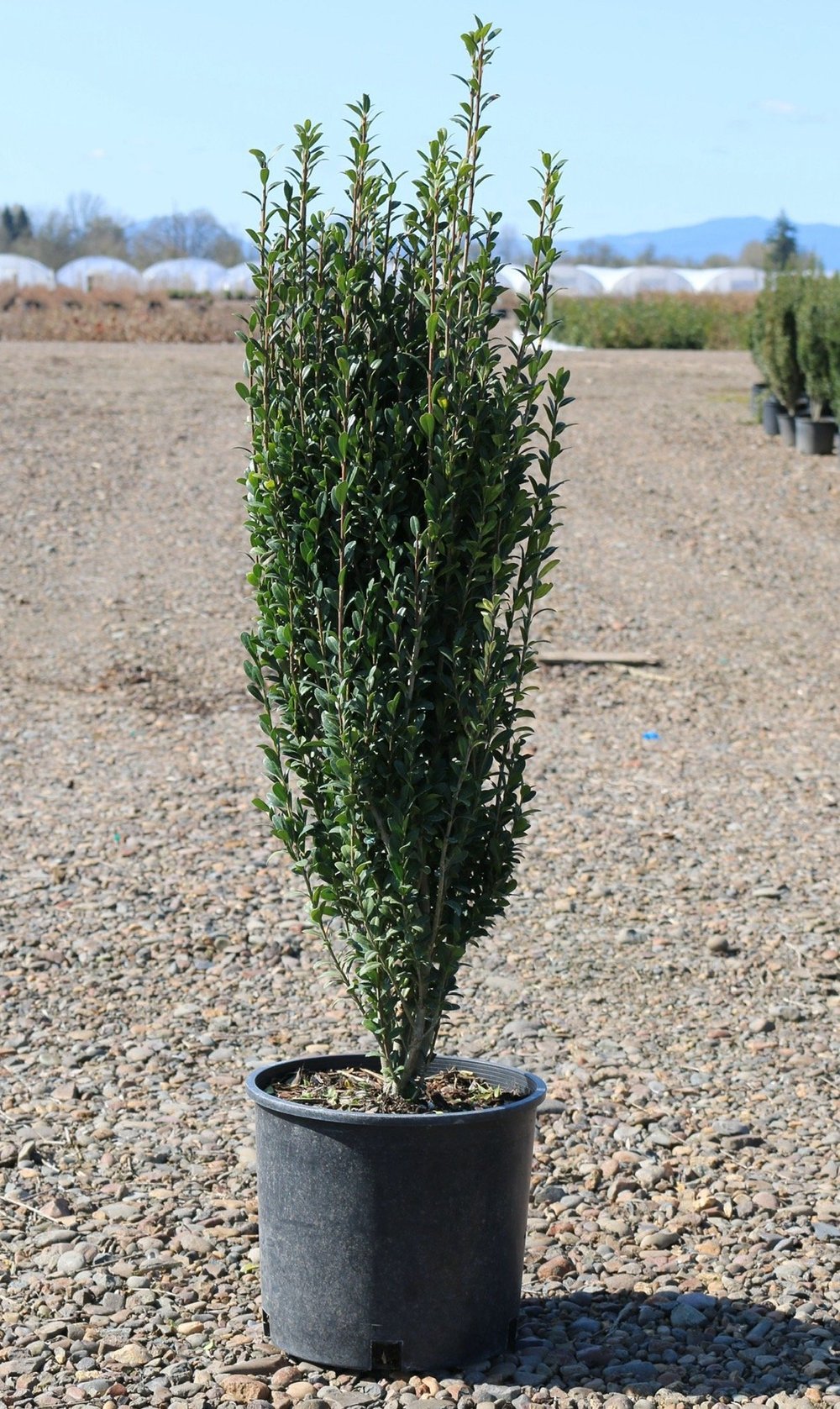 Ilex crenata 'Sky Pencil' — Chris Welch's Horticulture Field Guide