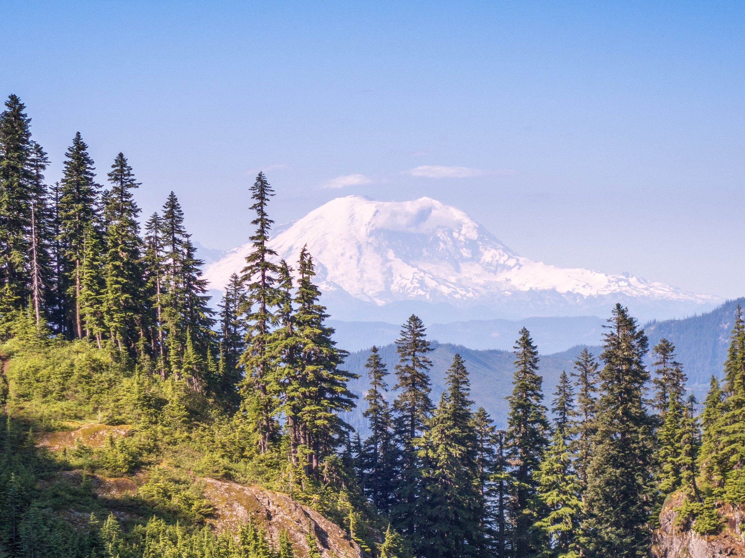 Puget Sound Native Plant Guide | Discover Native Plants Today — Chris ...