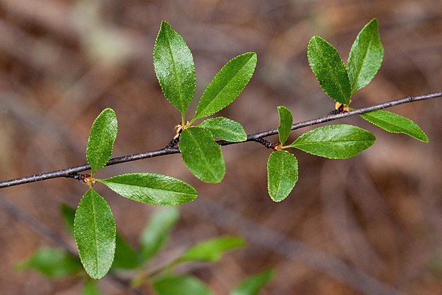 Prunus emarginata: A Complete Guide — Chris Welch's Horticulture Field ...