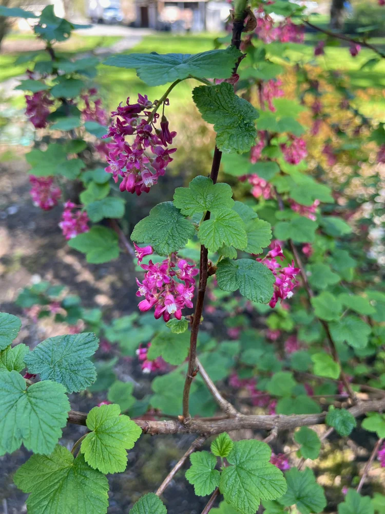 The Magnificent Ribes sanguineum: Origins, Growth Habits, and Landscape ...