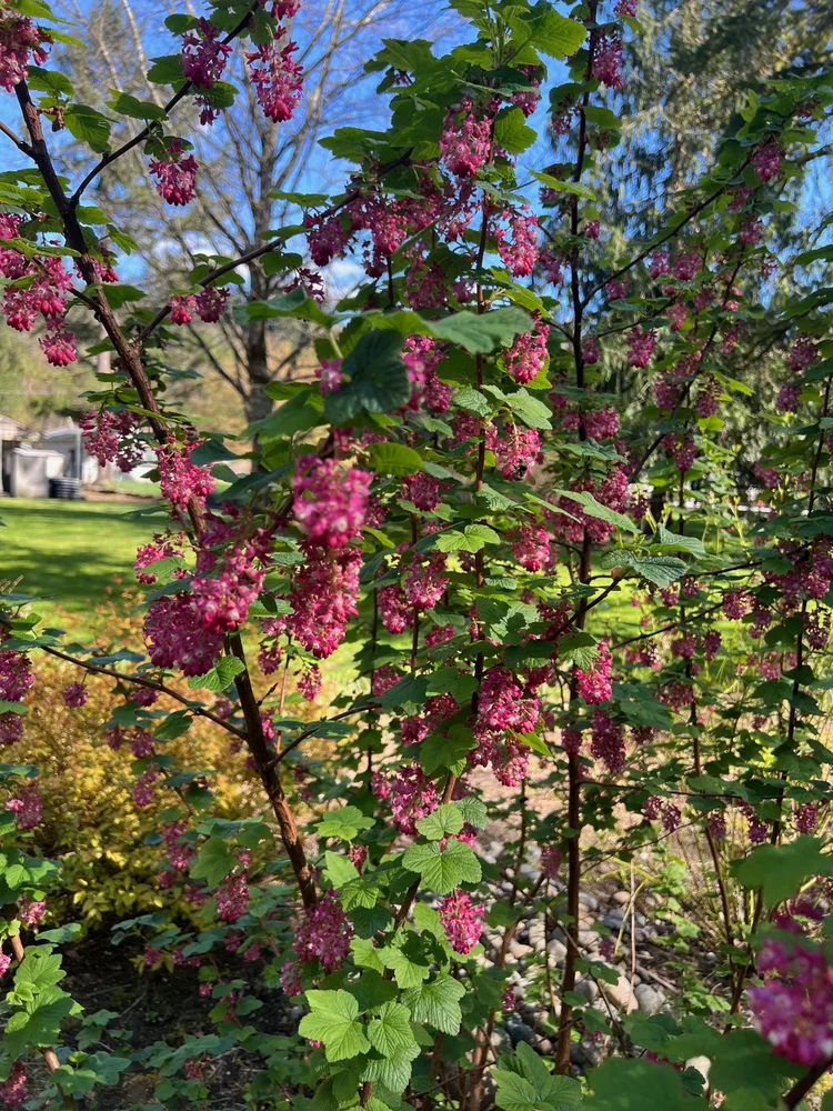 The Magnificent Ribes sanguineum: Origins, Growth Habits, and Landscape ...