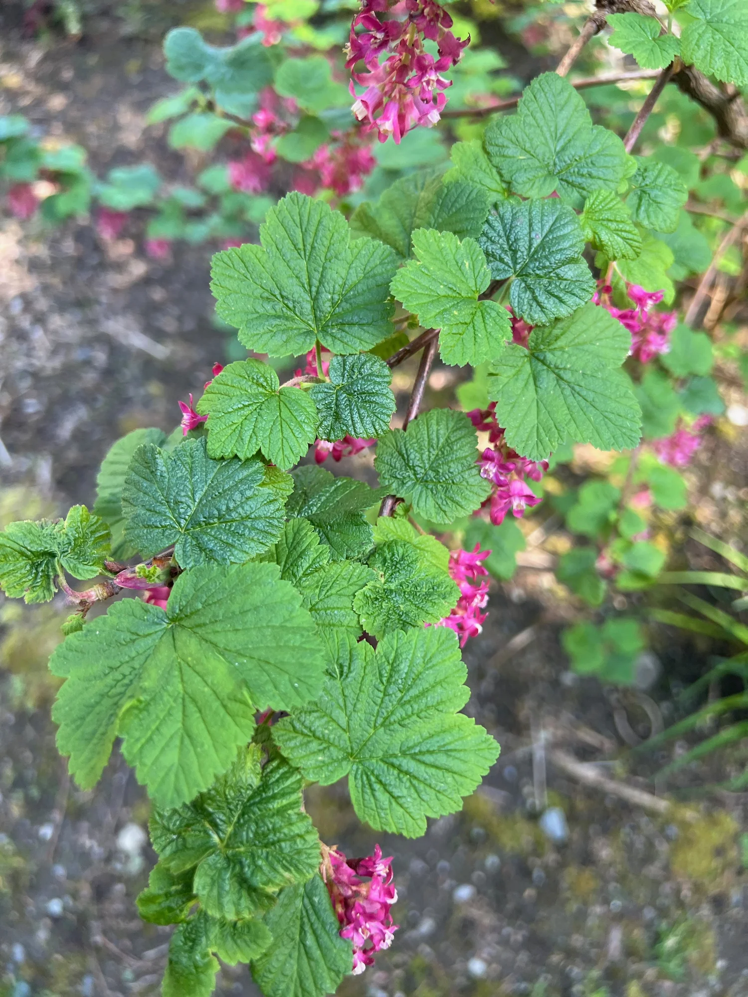 The Magnificent Ribes sanguineum: Origins, Growth Habits, and Landscape ...