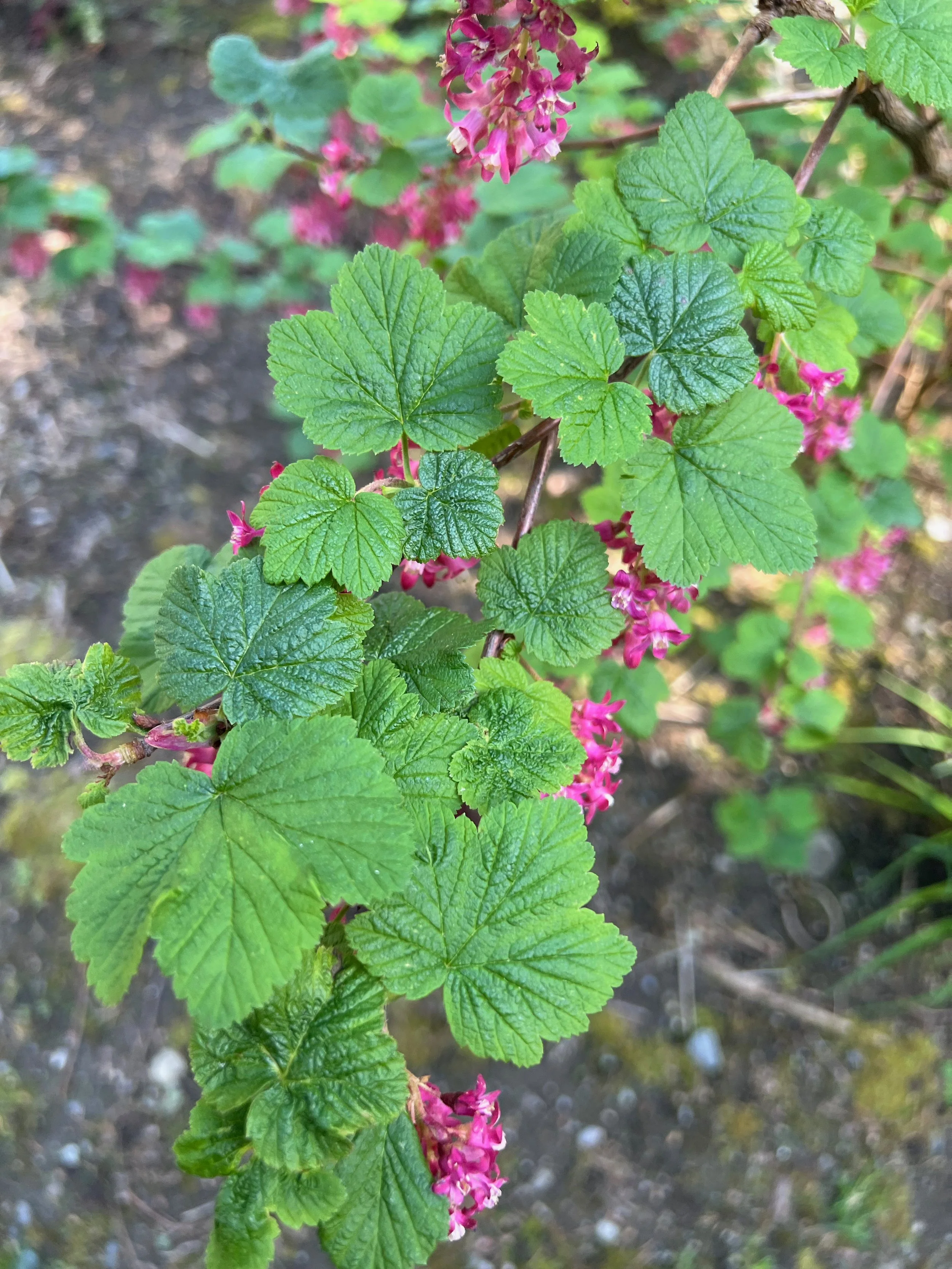 The Magnificent Ribes sanguineum: Origins, Growth Habits, and Landscape ...