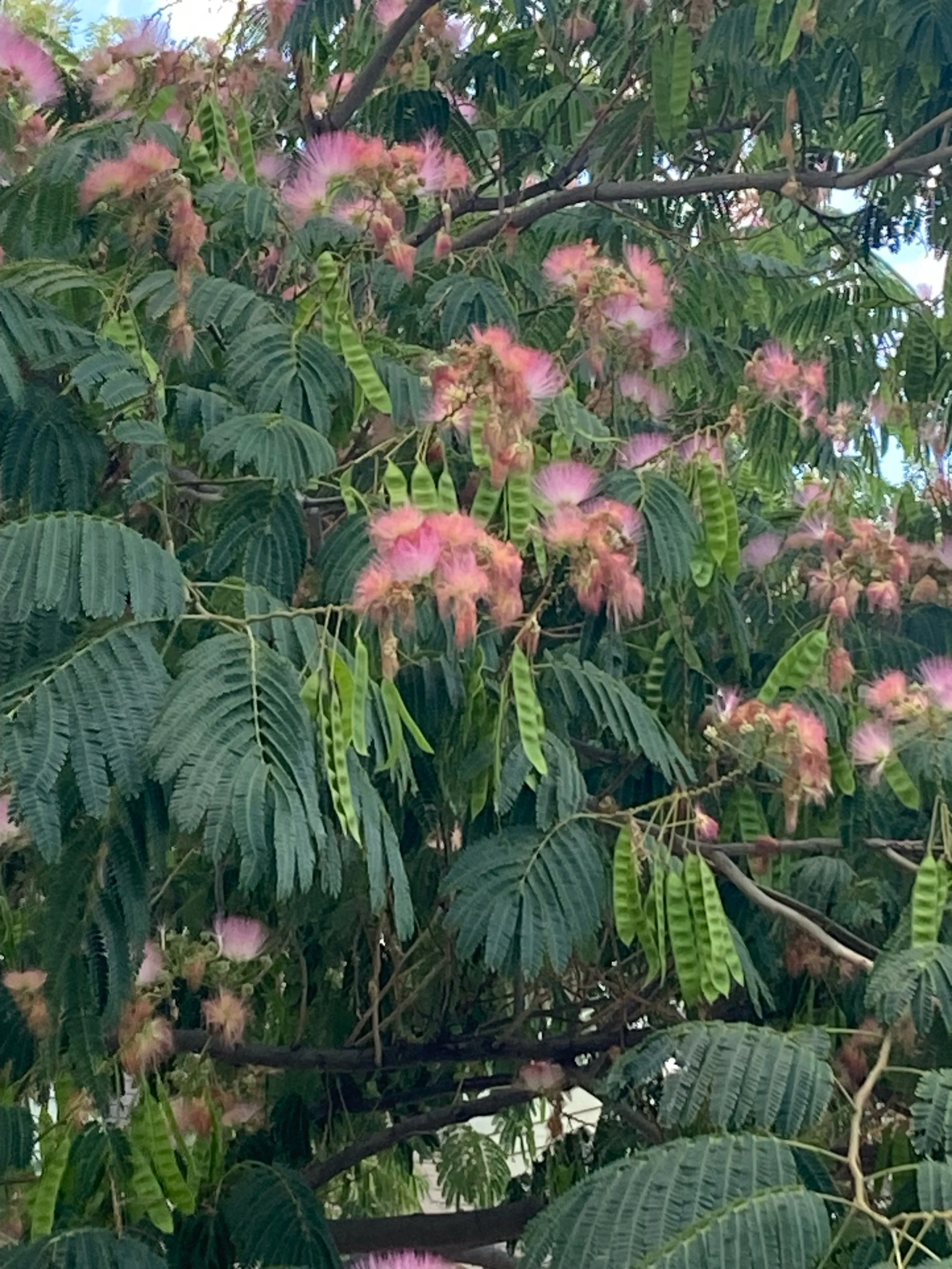 The Persian Silk Tree (Albizia julibrissin) — Chris Welch's ...