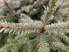 Needle Know-How: Identifying Spruce Trees by Their Needles — Chris ...