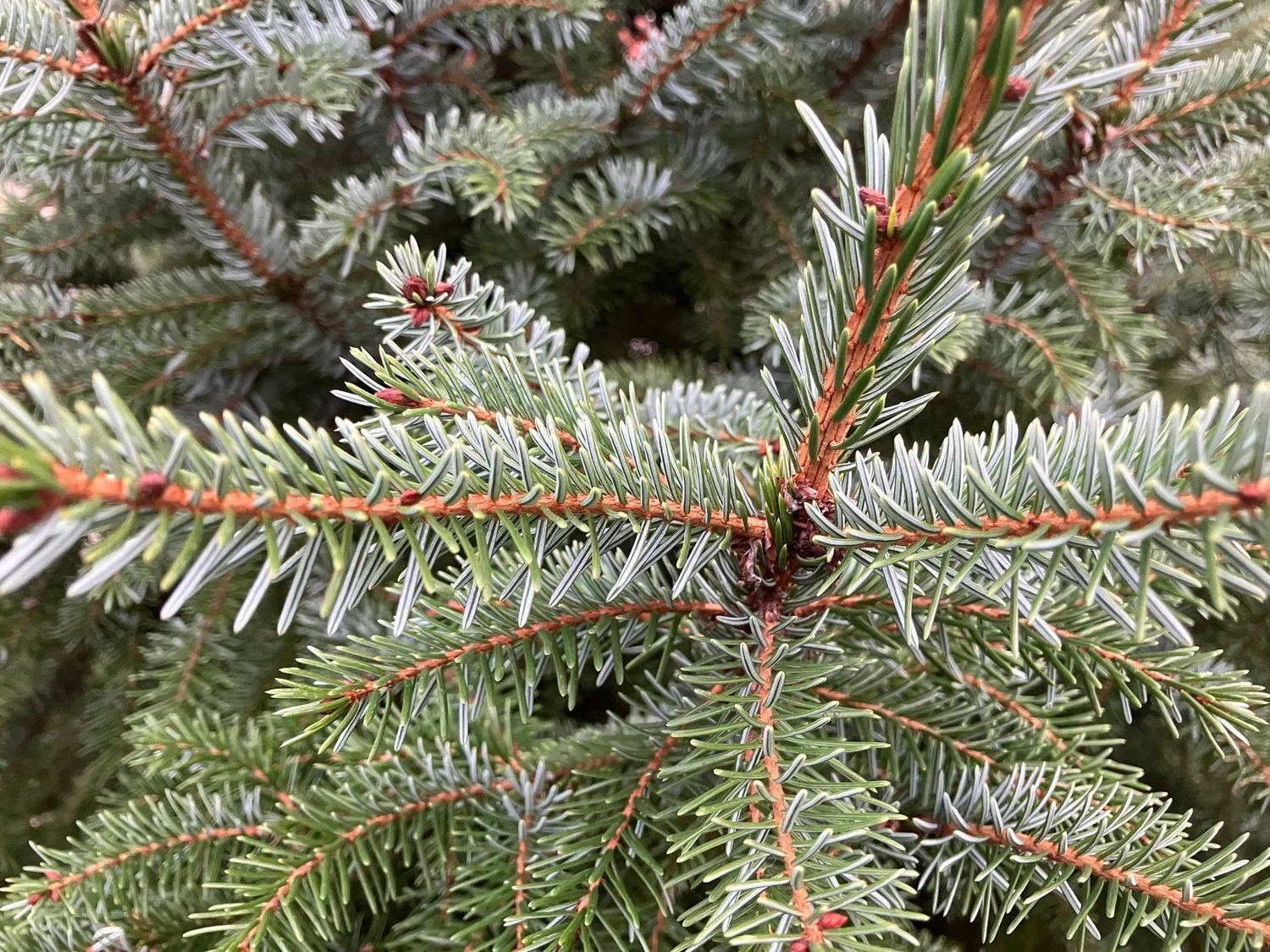 Needle Know-How: Identifying Spruce Trees by Their Needles — Chris ...