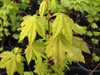Vine Maple (Acer circinatum) | Pacific Northwest Native Tree — Chris ...