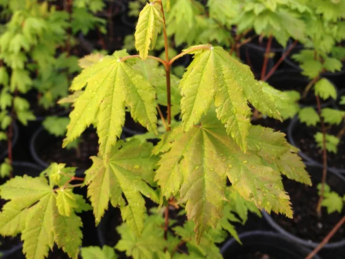 Vine Maple (Acer circinatum) | Pacific Northwest Native Tree — Chris ...