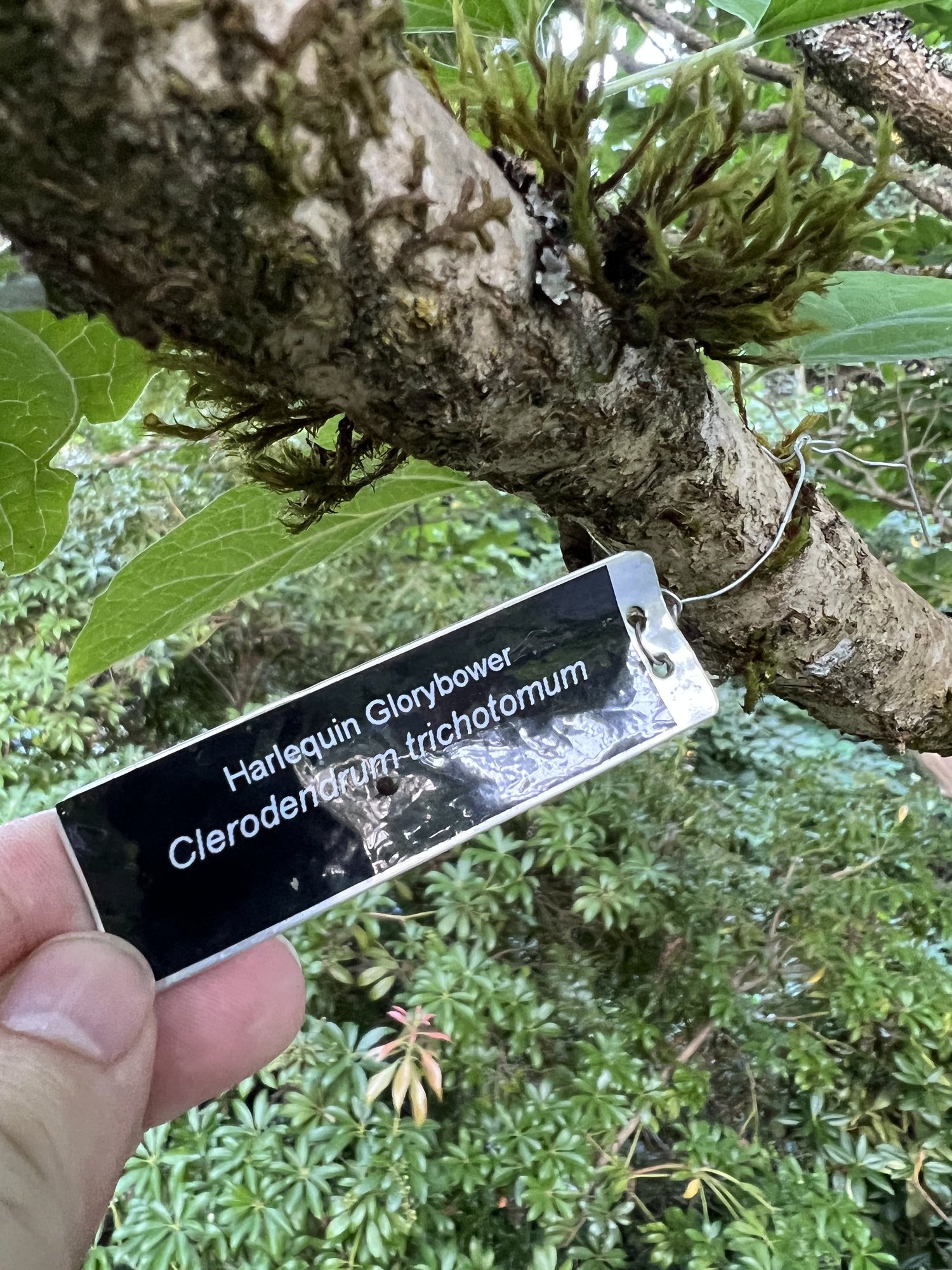 Binomial Nomenclature in Plants: The Basics — Chris Welch's ...