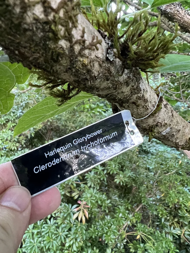 Binomial Nomenclature in Plants: The Basics — Chris Welch's ...