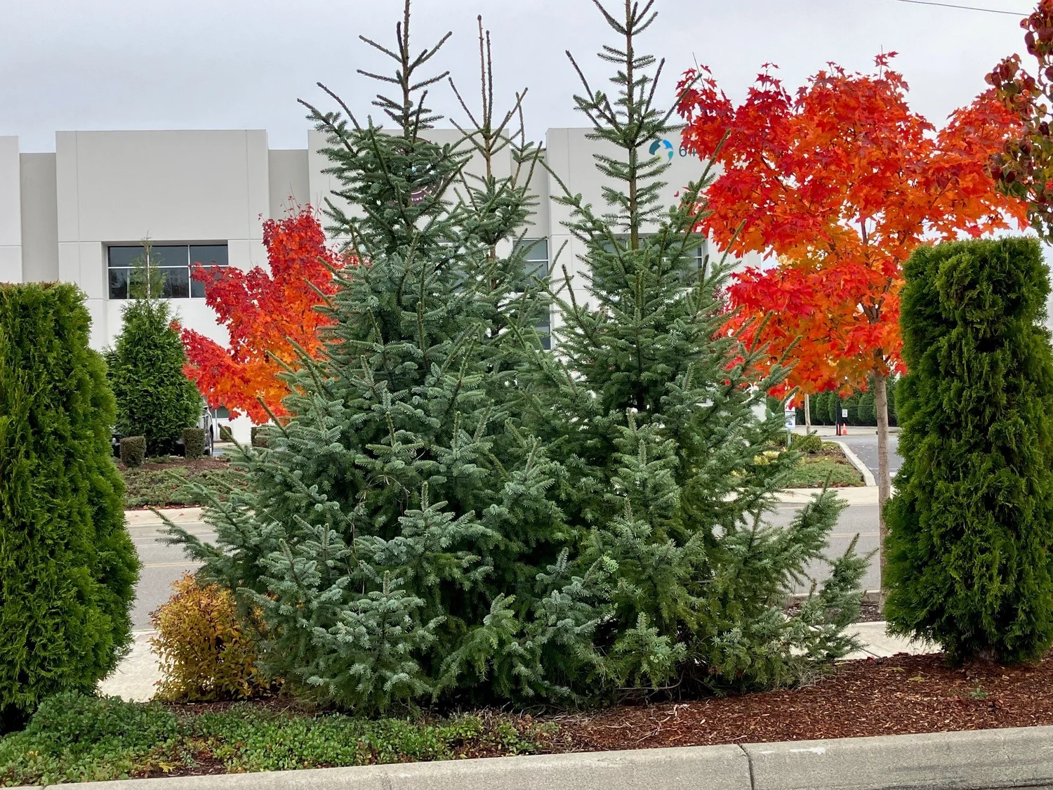 Needle Know-How: Identifying Spruce Trees by Their Needles — Chris ...