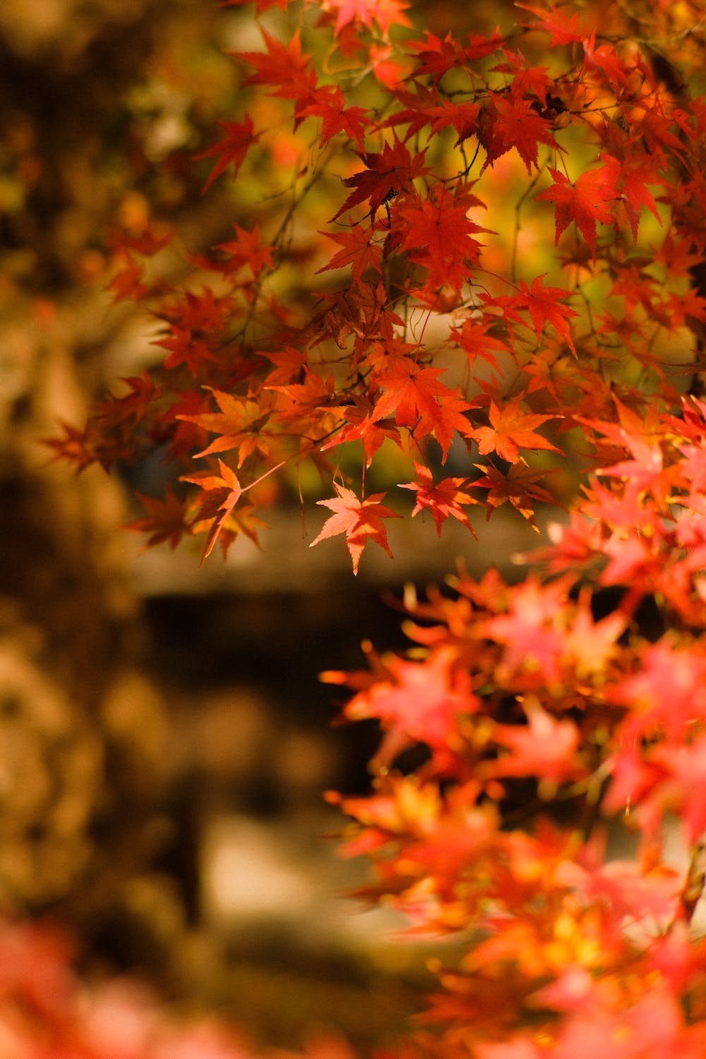 Pruning Japanese Maples Timing Tools And Technique — Chris Welchs Horticulture Field Guide