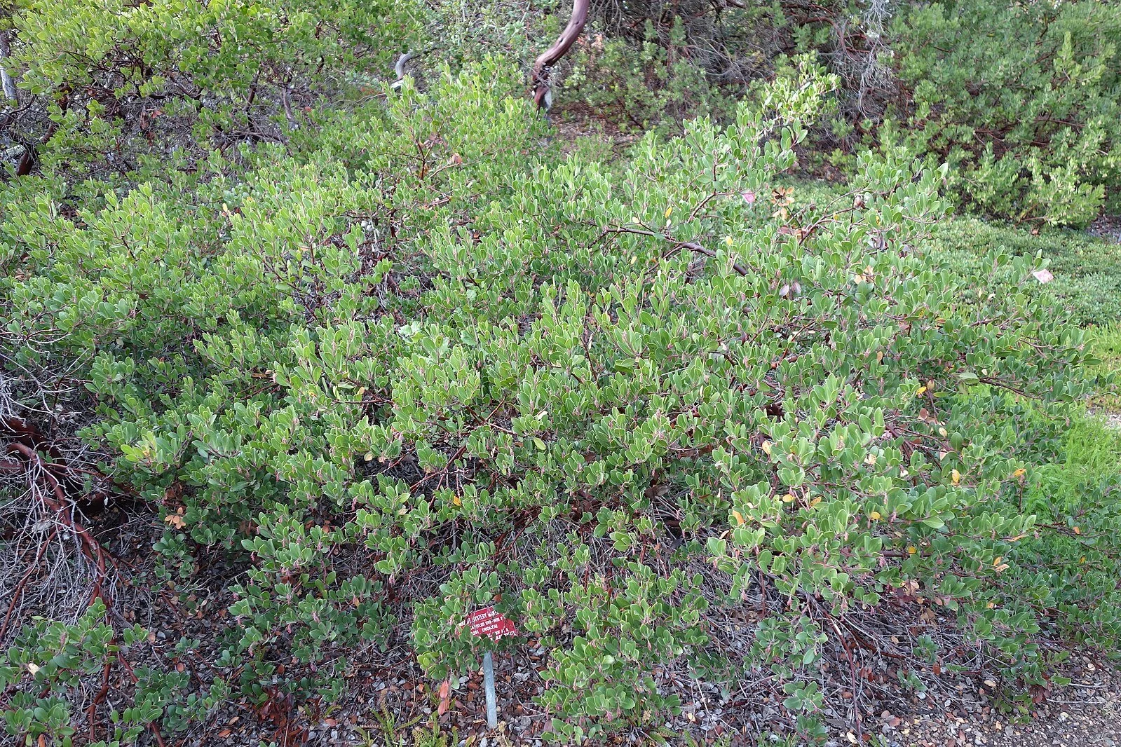 Arctostaphylos uva-ursi — Chris Welch's Horticulture Field Guide