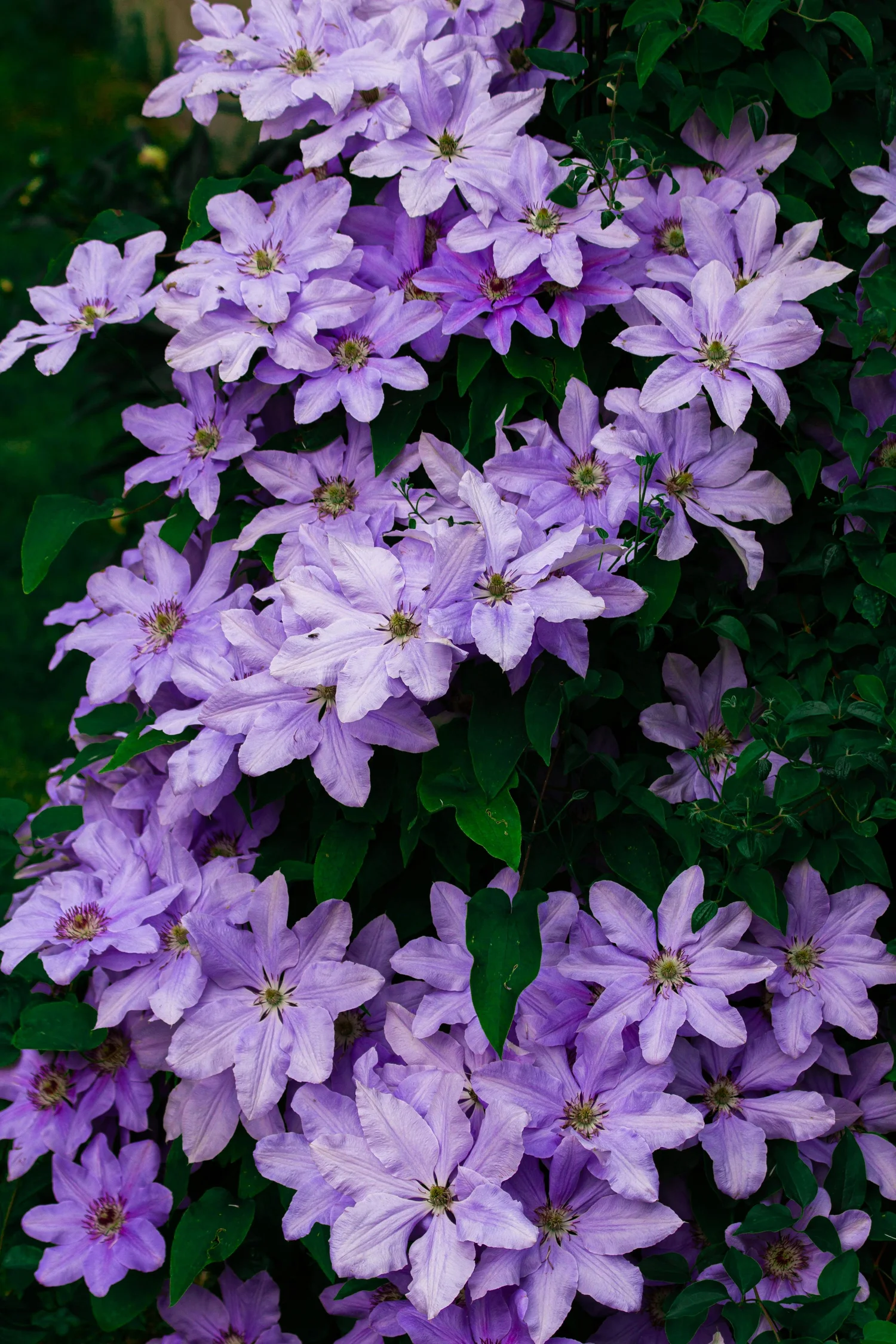 Pruning Guide for Clematis — Chris Welch's Horticulture Field Guide