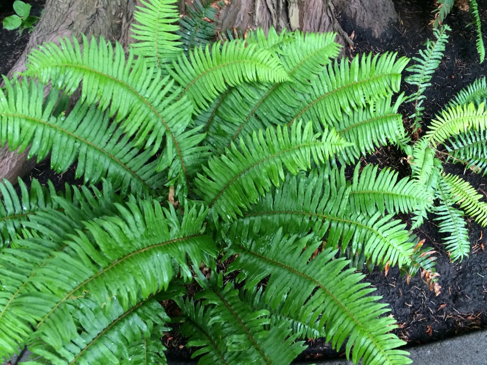 Polystichum Munitum: A Guide to its Origin, Range, and Cultivars ...