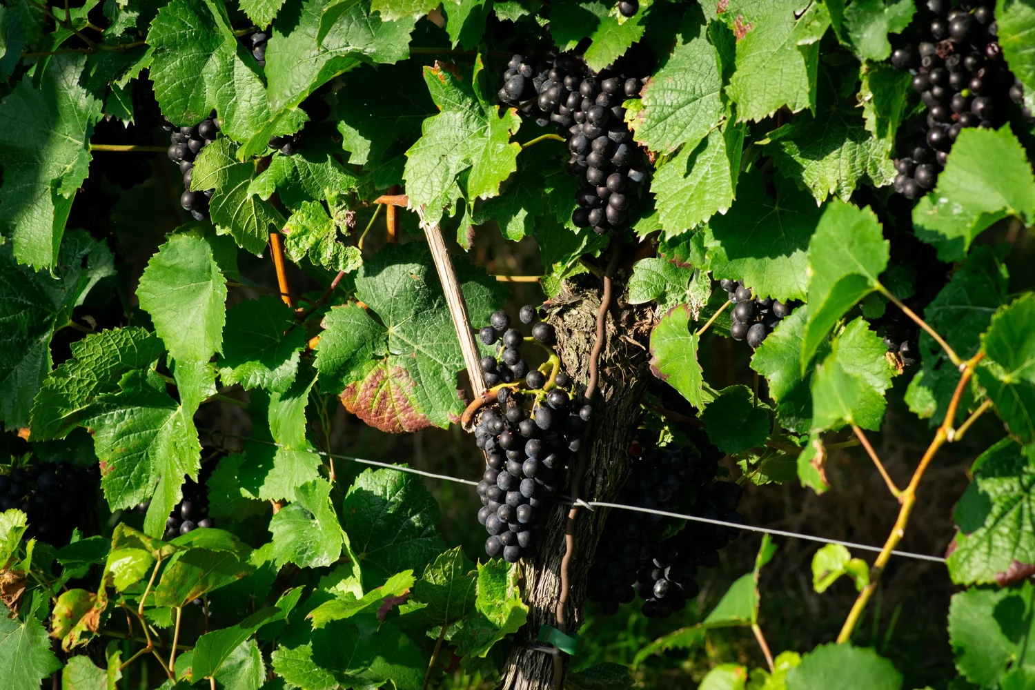 Growing Grapes in Western Washington: A Guide to Success — Chris Welch ...