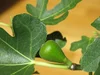 Growing Your Own: A Guide to Propagating Fig Trees — Chris Welch's ...