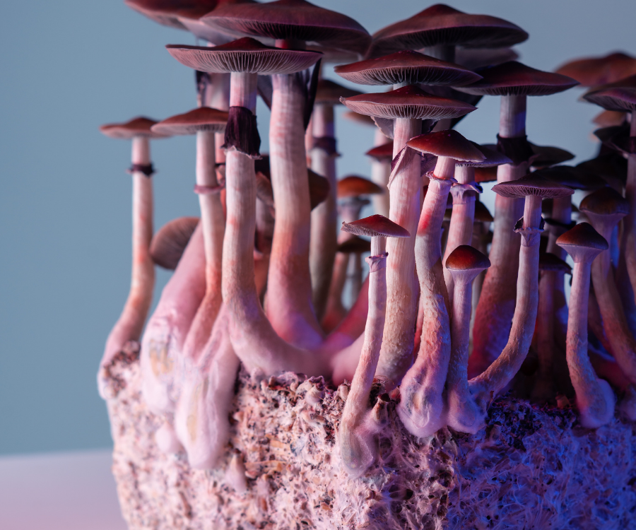 Entheogenic Ritual — mosswood. sacred feminine wellness.