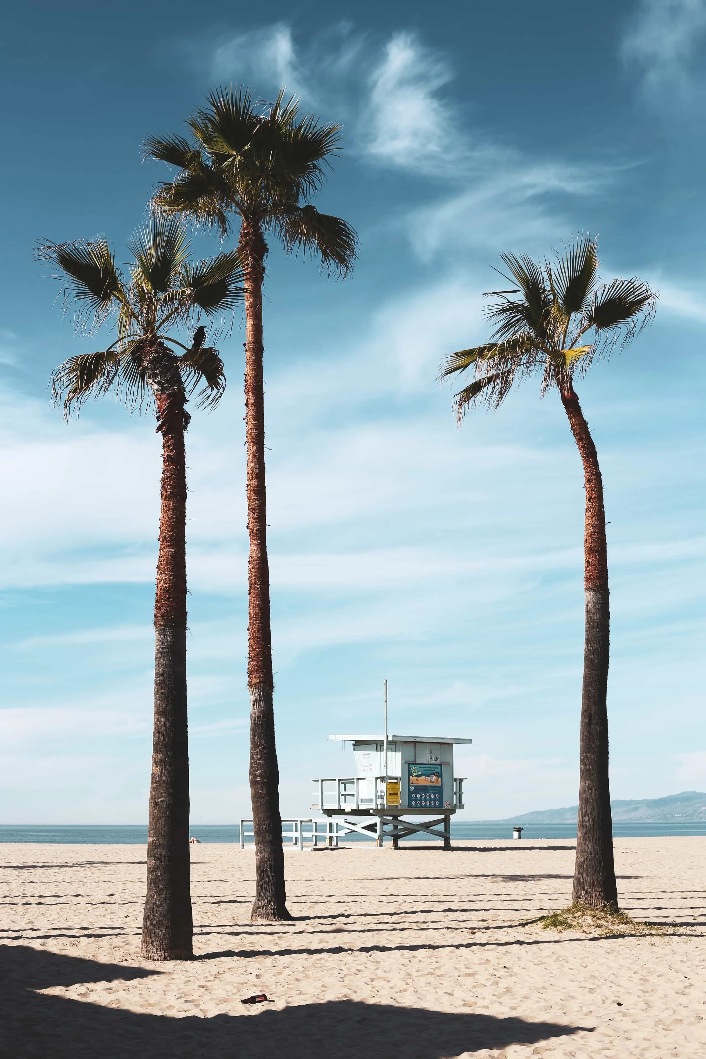 Trees Venice Beach
