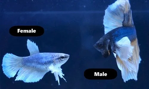 Difference Between Male And Female Betta Fish