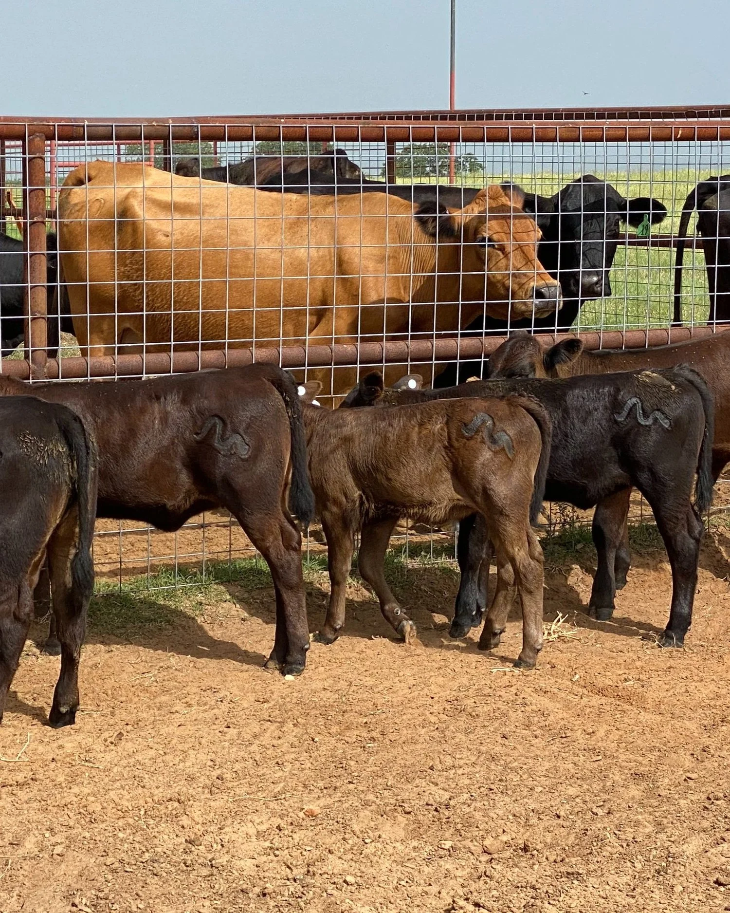 Native Beef | 100% Grass Fed Beef | Mineral Wells, TX