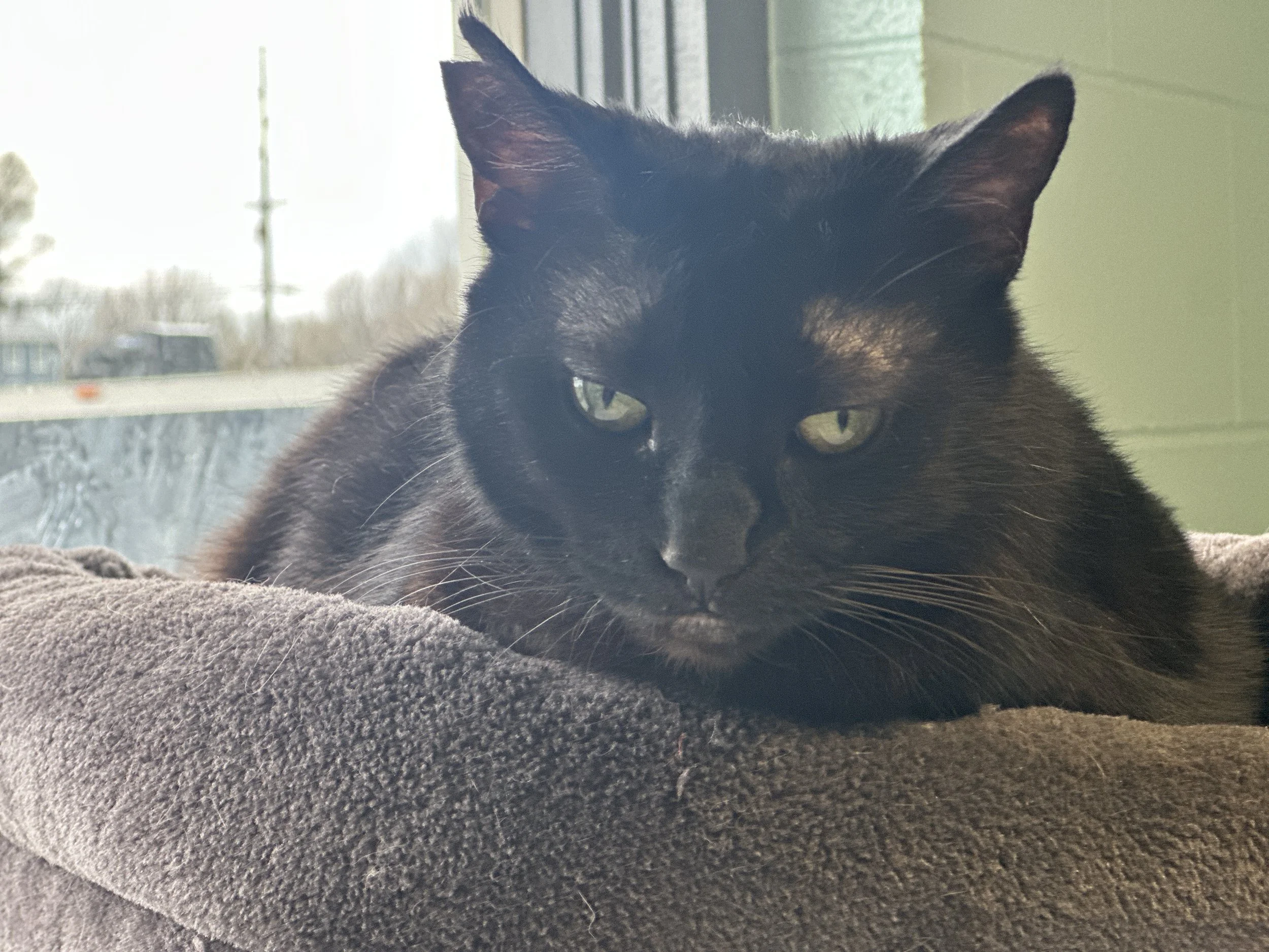Adoptable Cats & Small Animals — Ontario County Humane Society, Happy ...