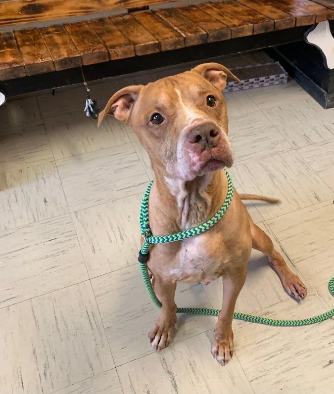 Adoptable Dogs — Ontario County Humane Society, Happy Tails Animal Shelter