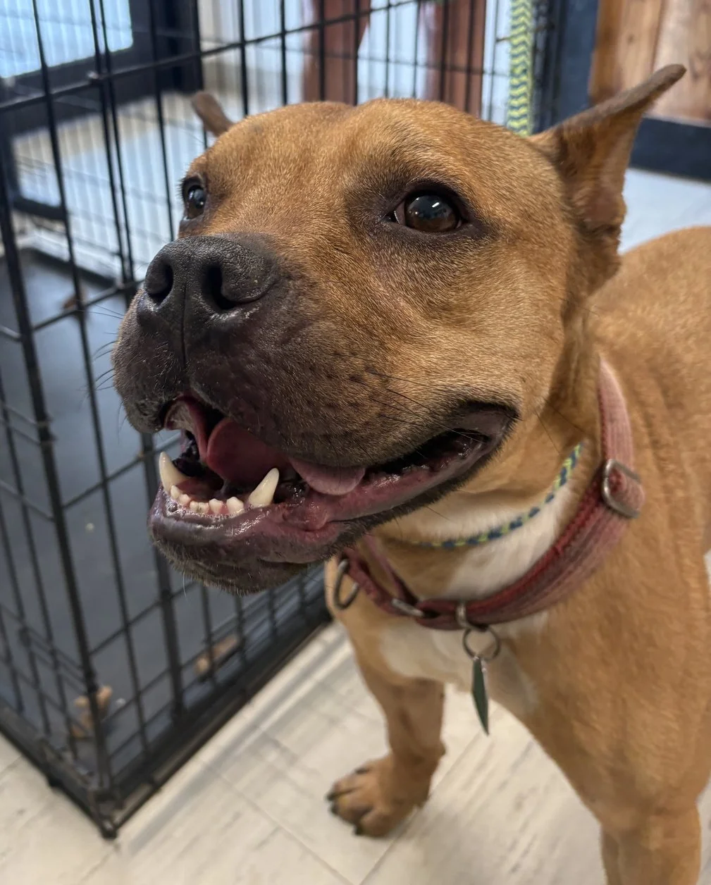 Adoptable Dogs — Ontario County Humane Society, Happy Tails Animal Shelter