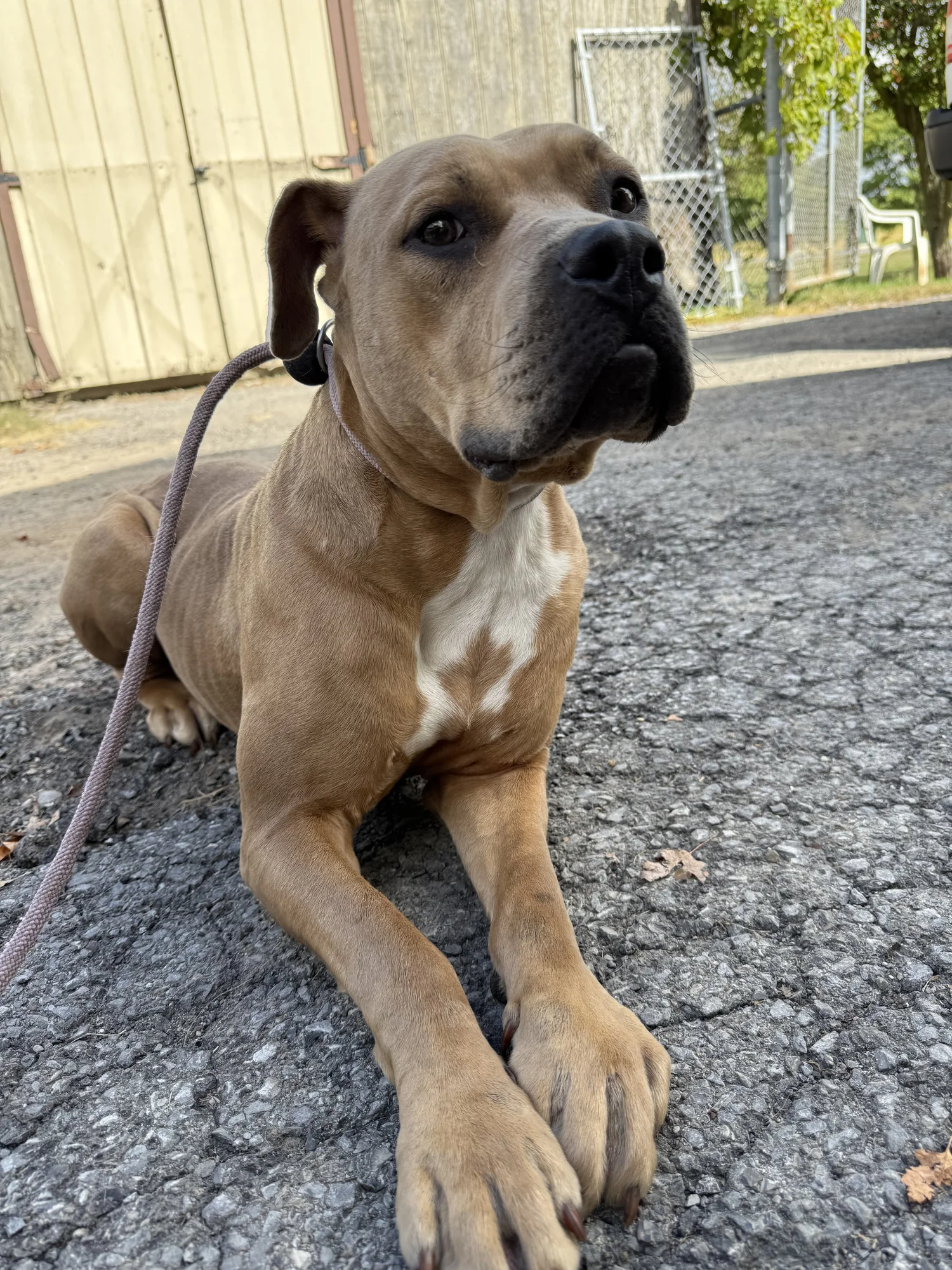 Adoptable Dogs — Ontario County Humane Society, Happy Tails Animal Shelter