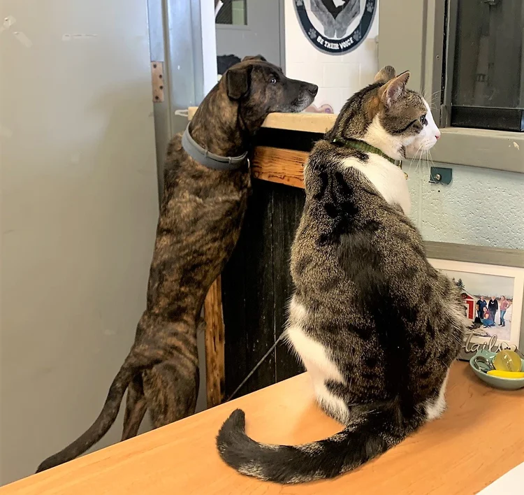 Meet Shelter Pets Chip & Bates — Ontario County Humane Society, Happy ...