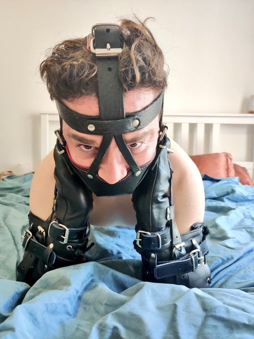 Pet Crawlers — MockingbirdLeather