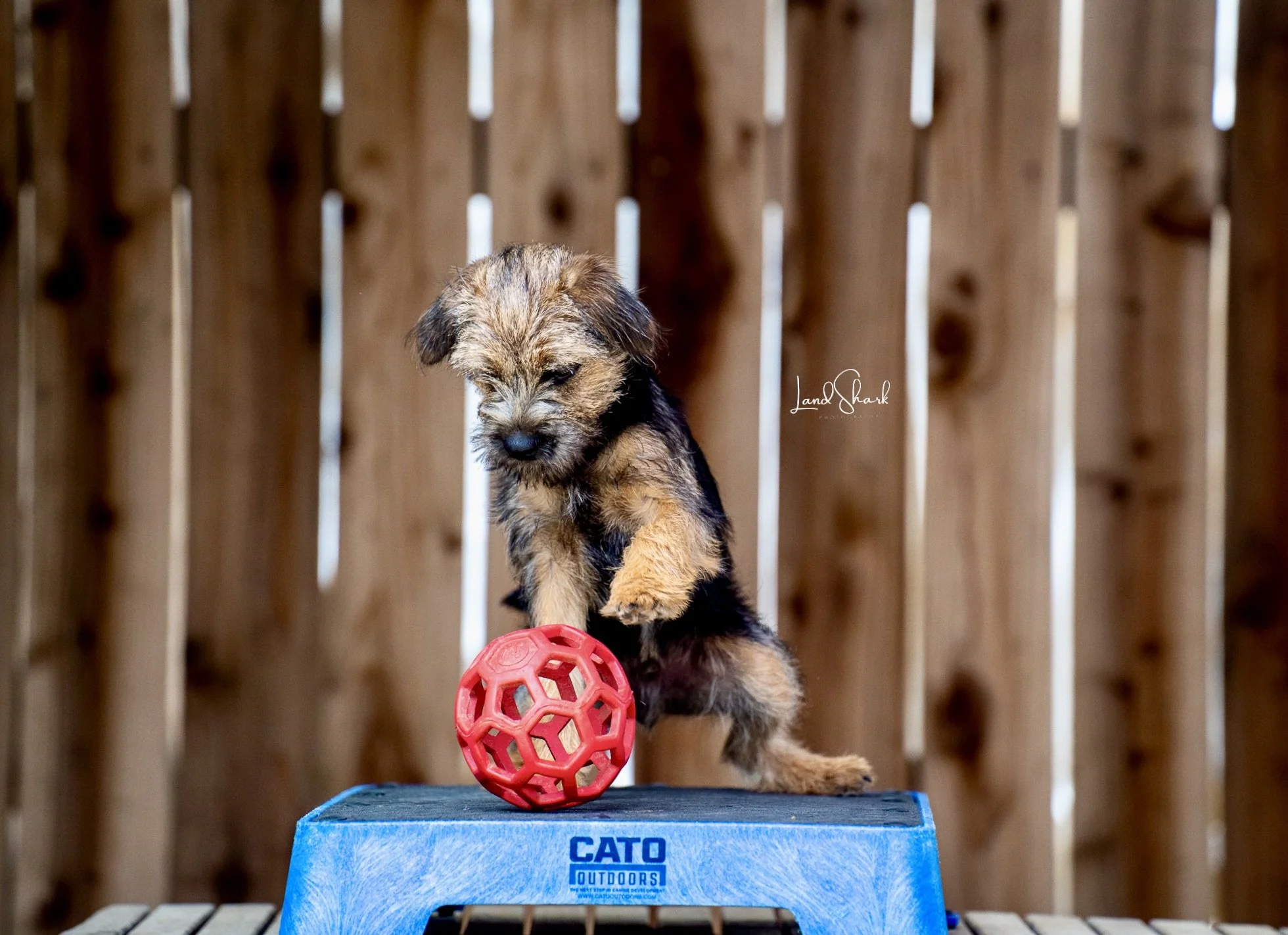 Dog Training Company in Auburn | Benchmark Dog Training