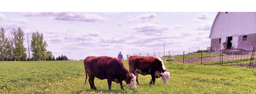 FAQs — Strandquist Family Farm