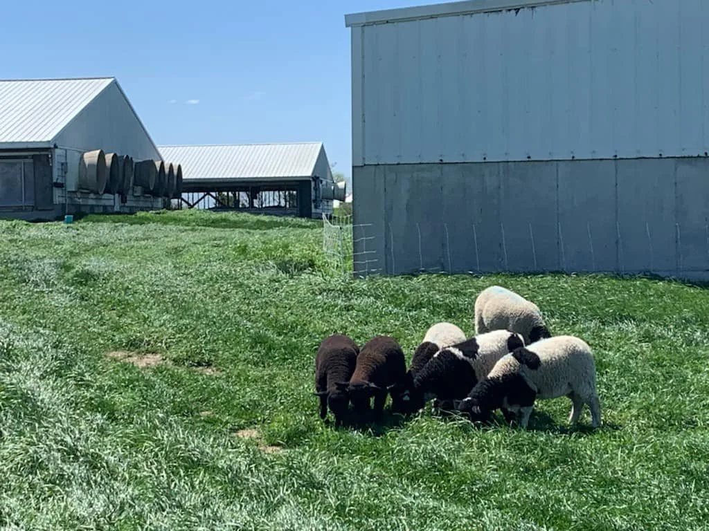 About — Crider Farms