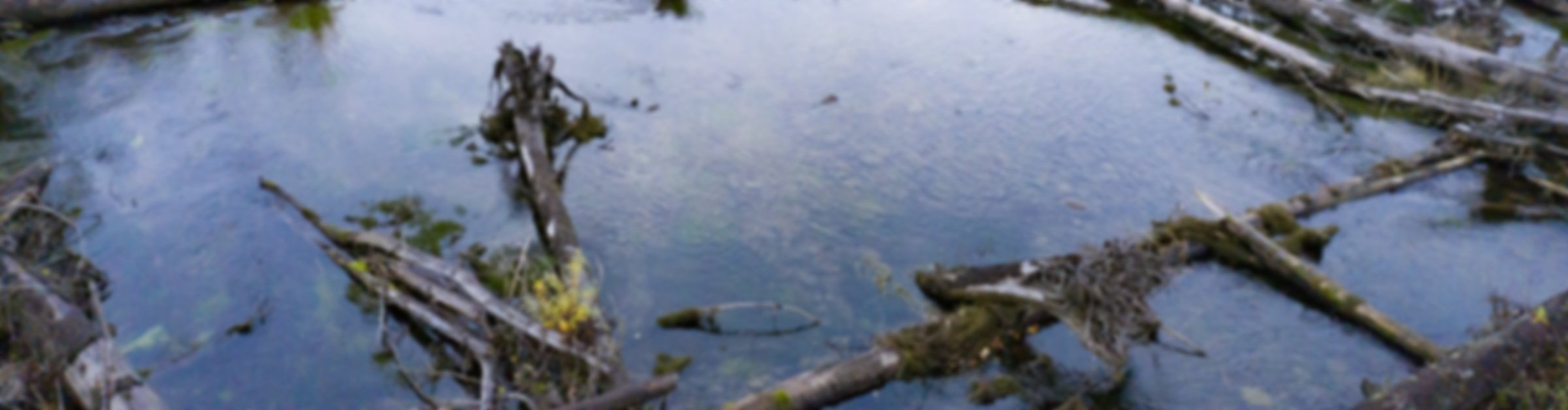 Program — Restoring Riverscapes