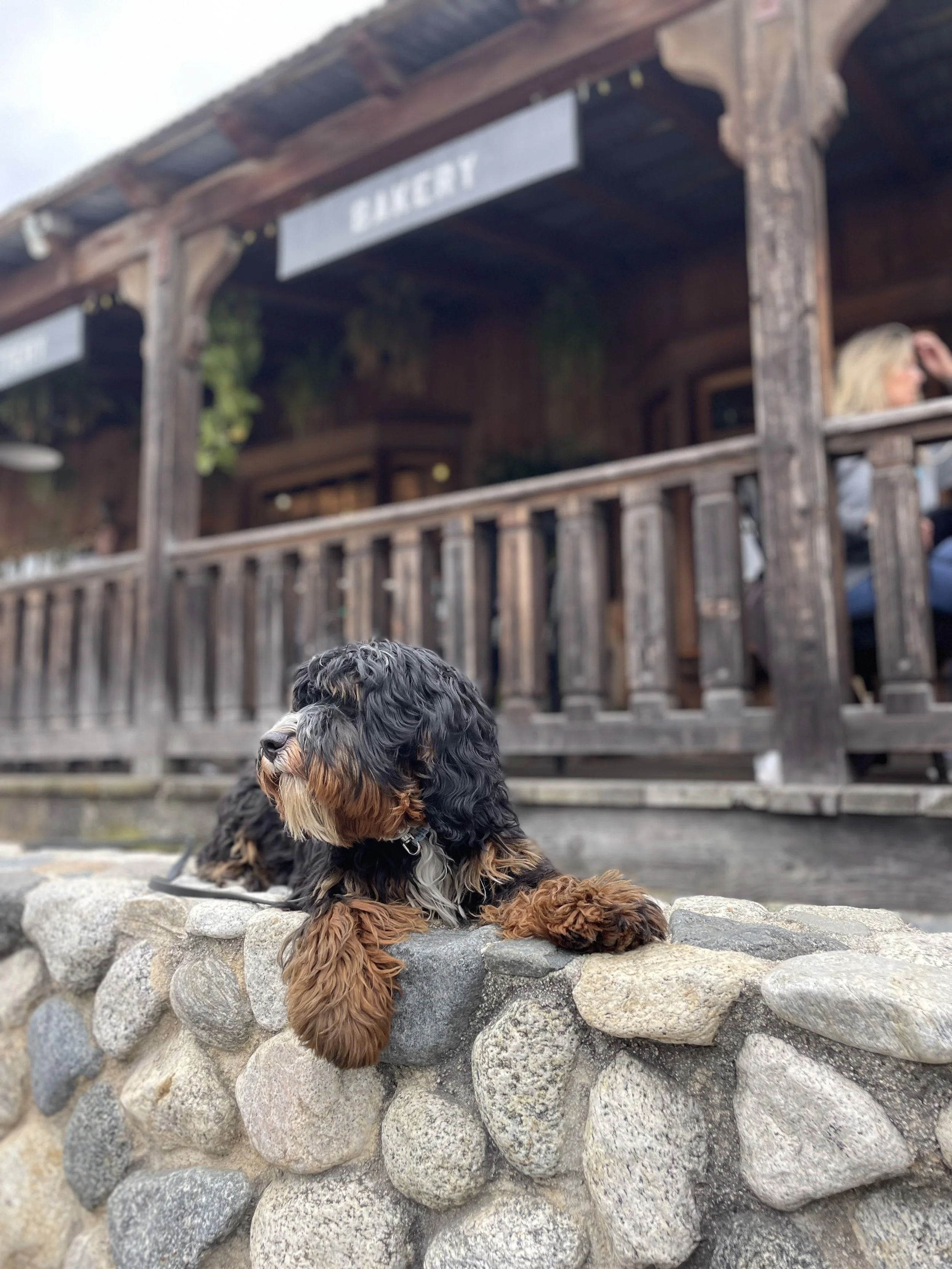 Private Lesson Programs — Bad Pup Club