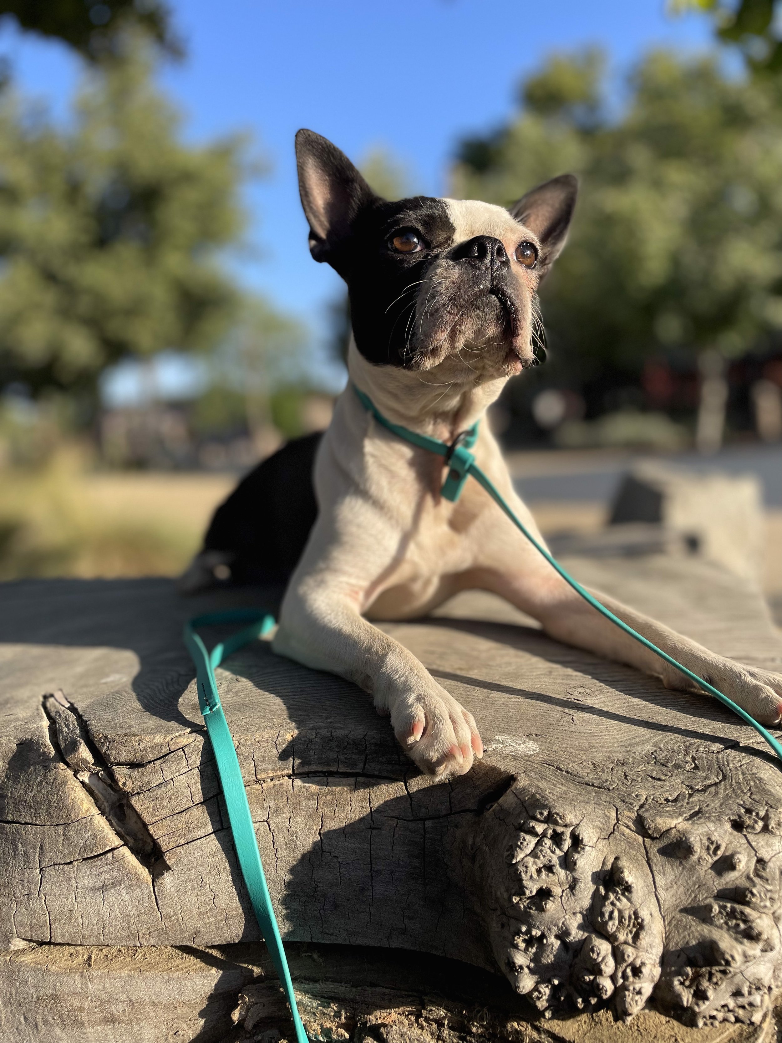 Board and Train | Obedience & Behavior Training Experts — Bad Pup Club