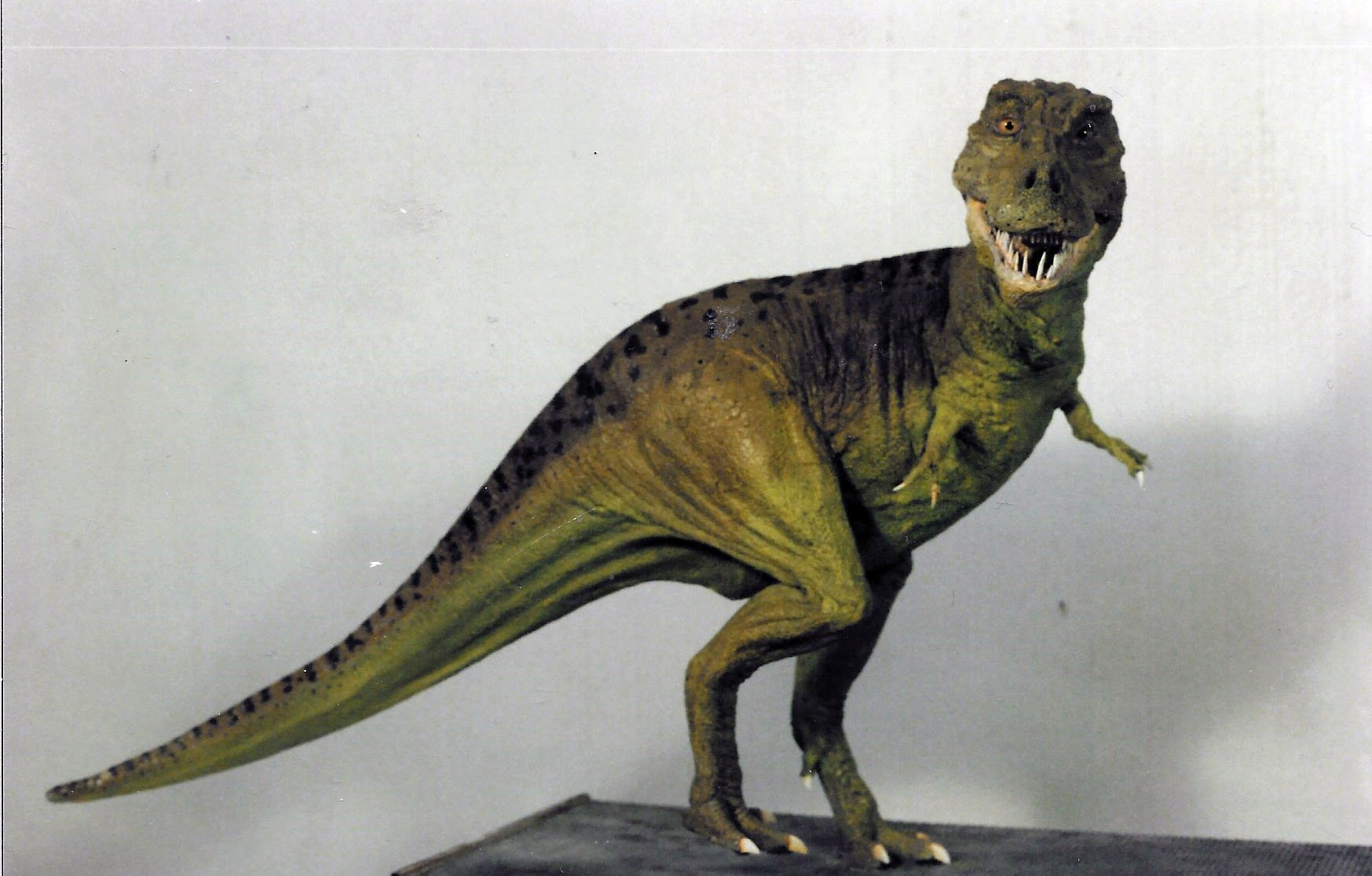 Xenotarsosaurus Vs Carnotaurus