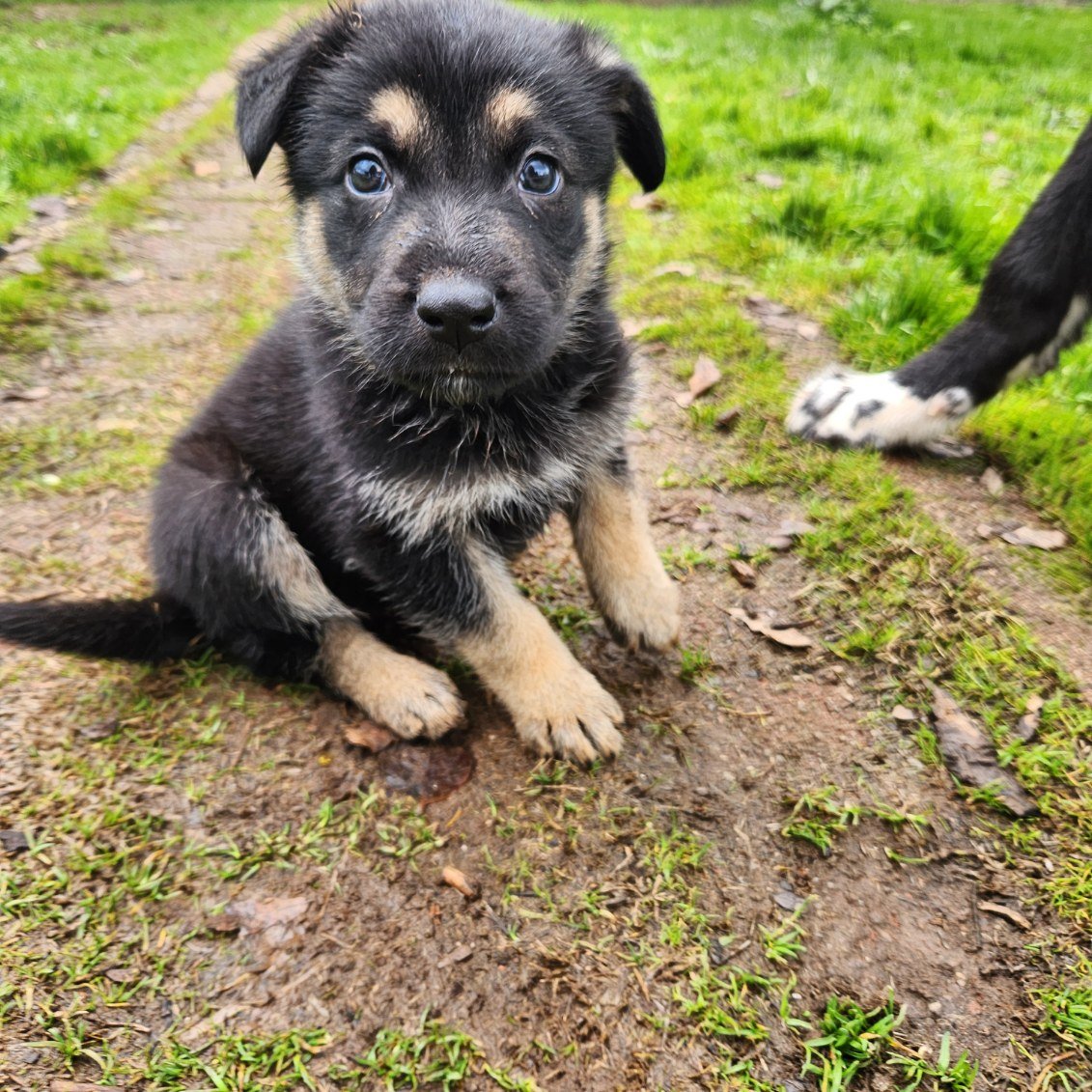 Services — Junebug Foundation