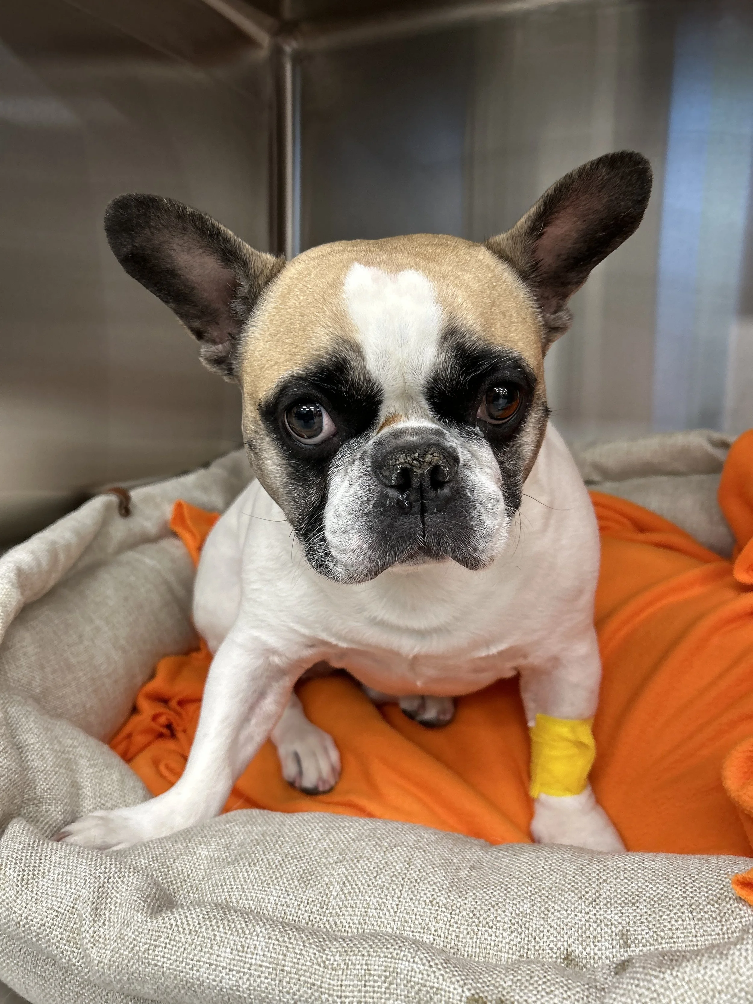 Services — Junebug Foundation