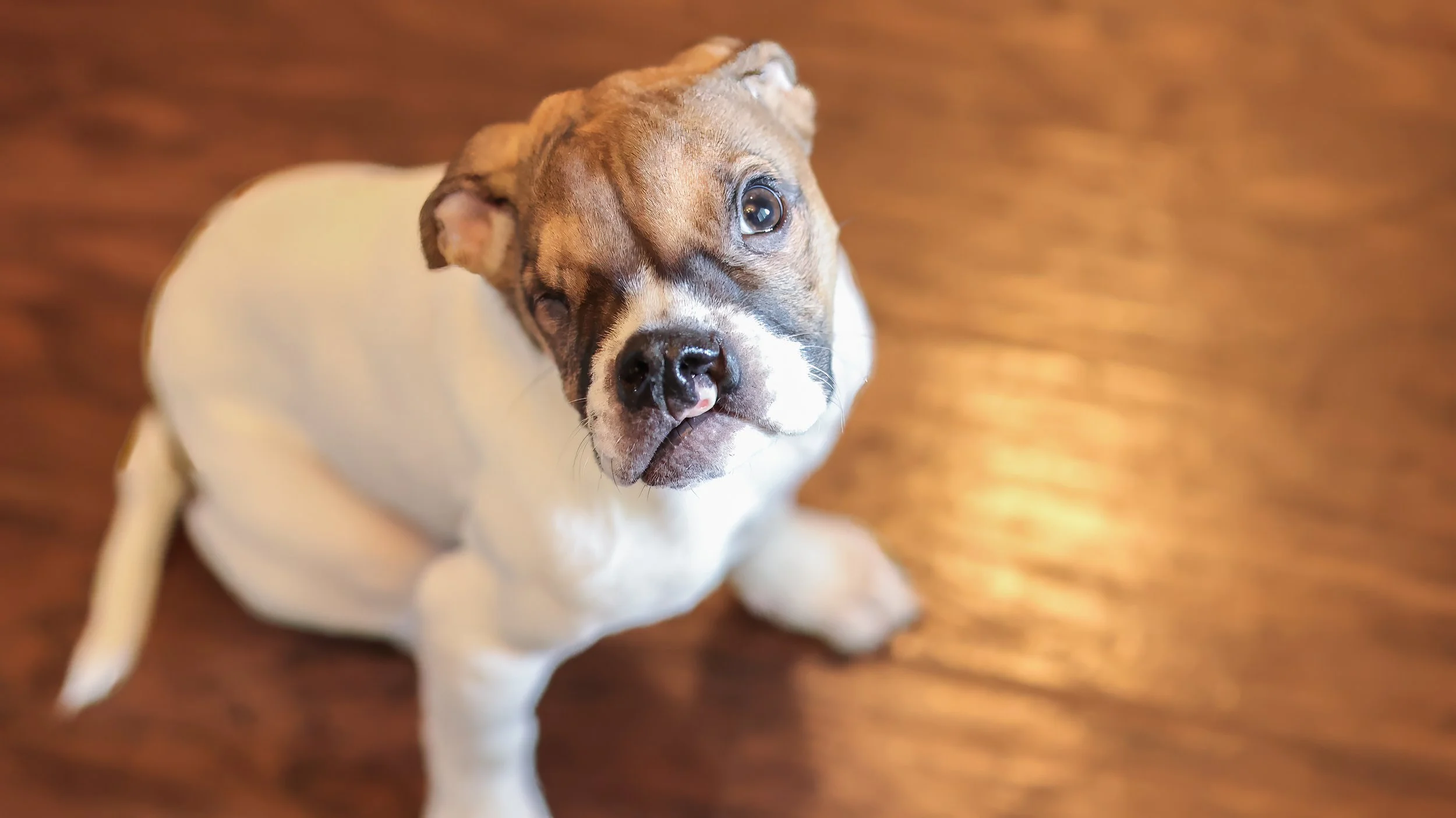 Services — Junebug Foundation