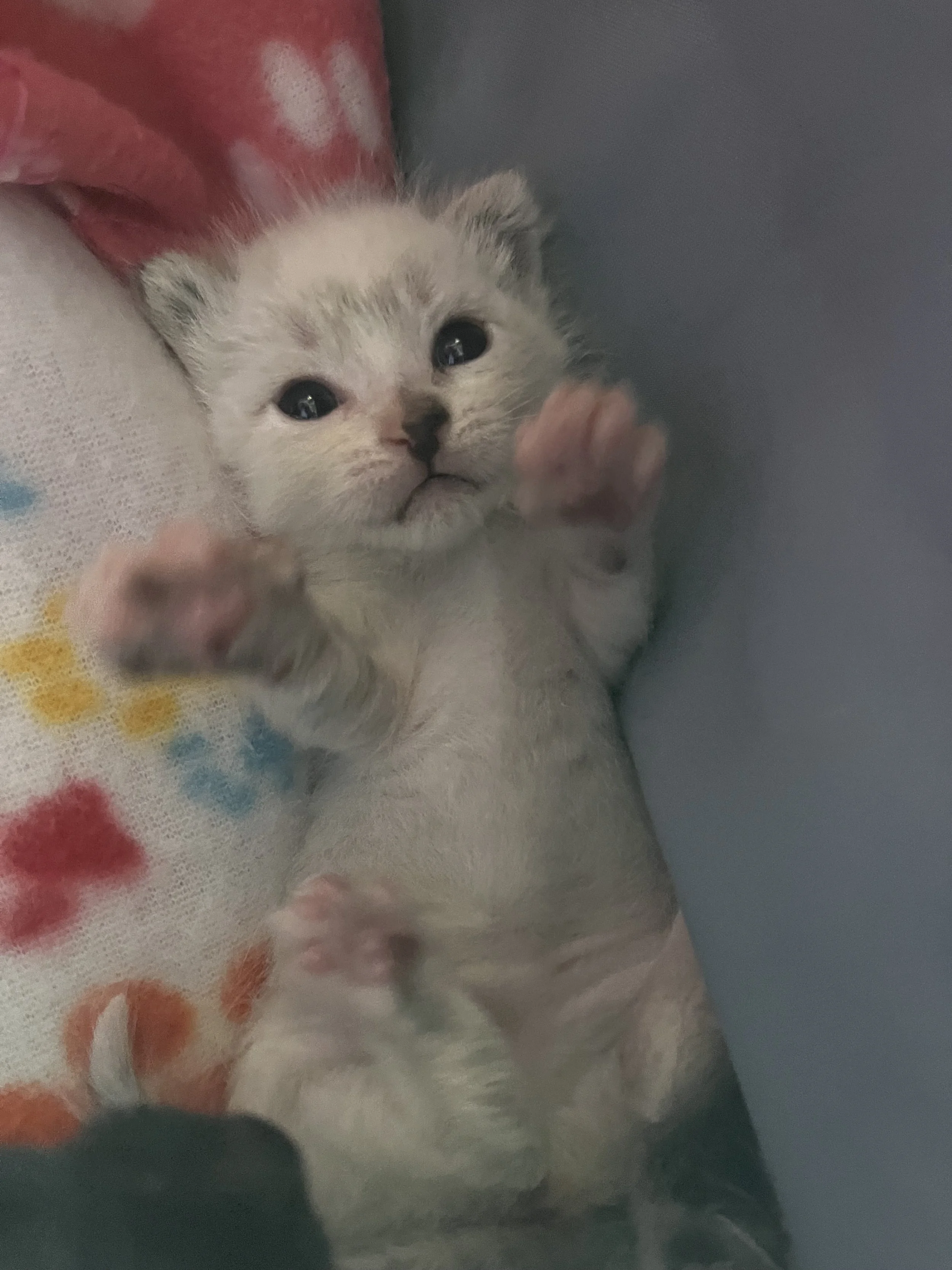 Services — Junebug Foundation