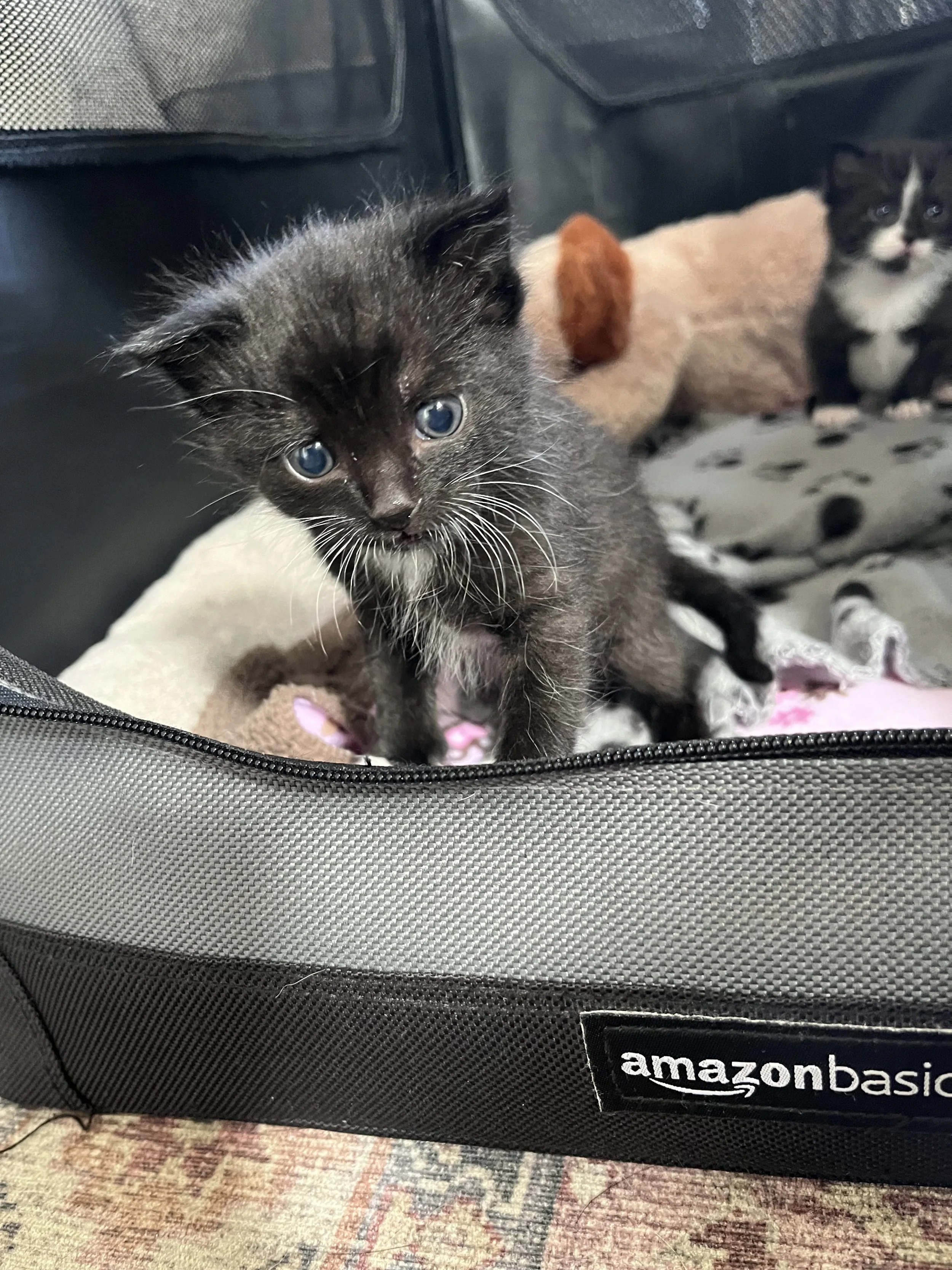 Services — Junebug Foundation