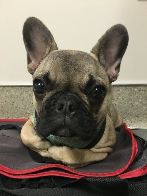 Our Mission — Junebug Foundation