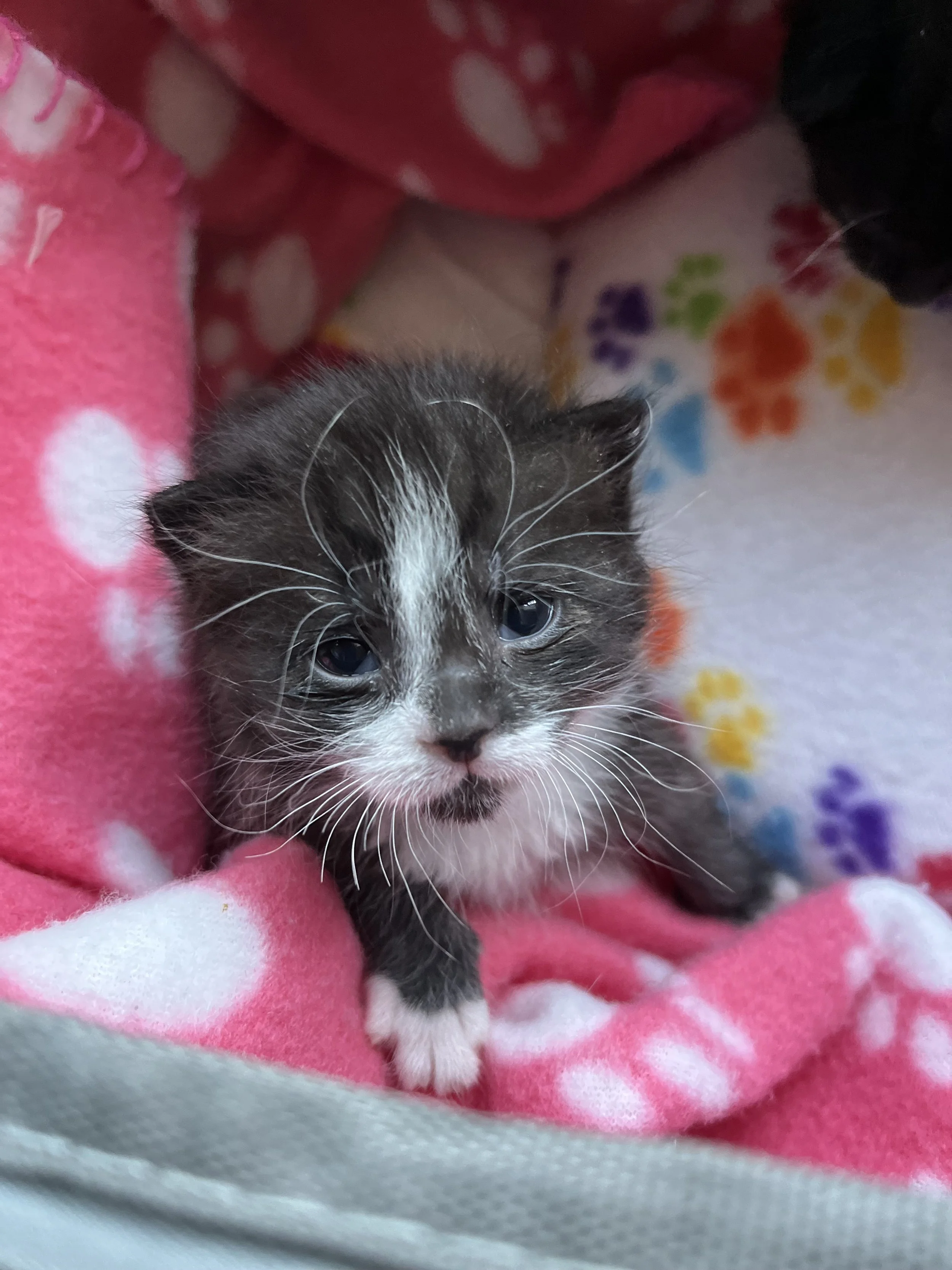 Services — Junebug Foundation