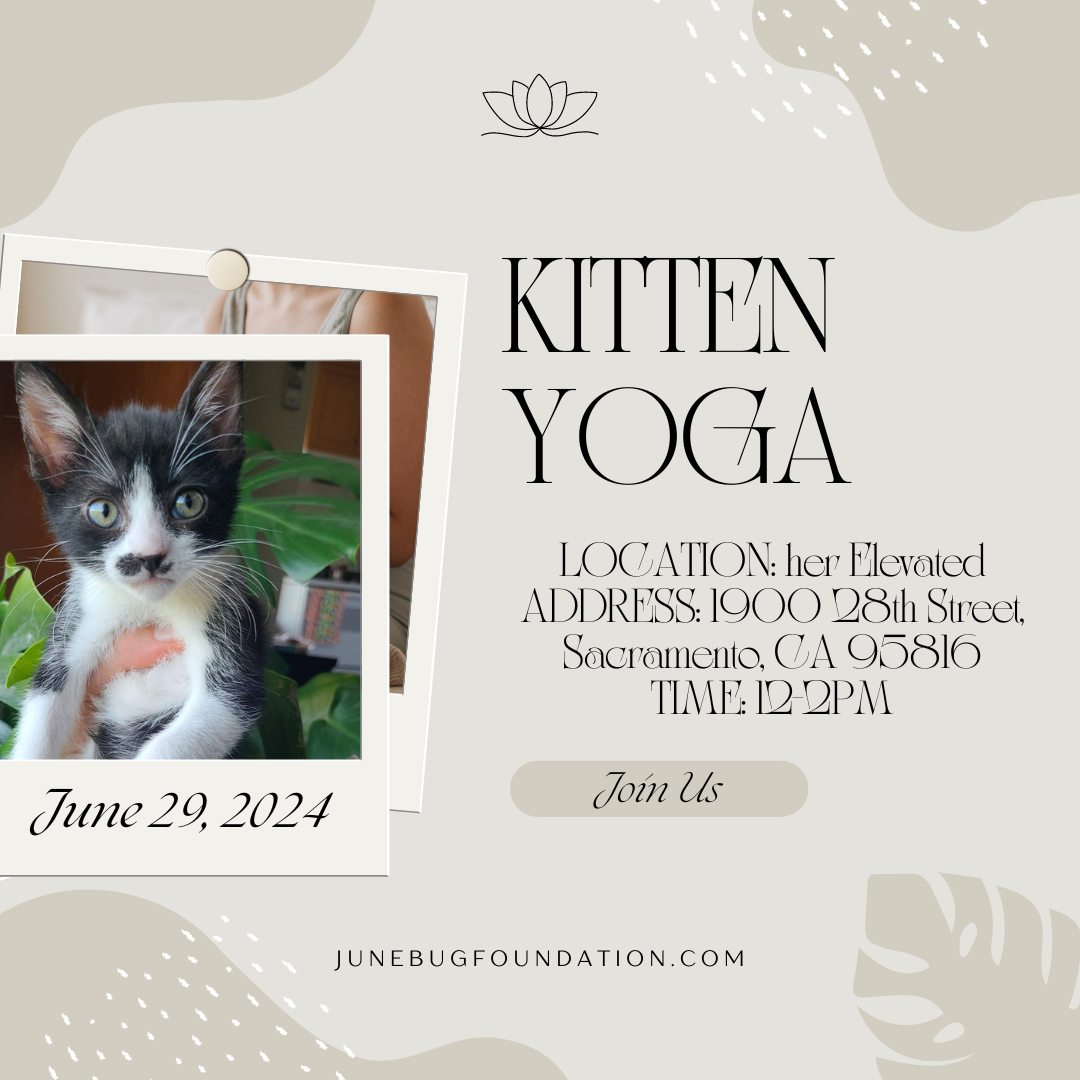 Events — Junebug Foundation