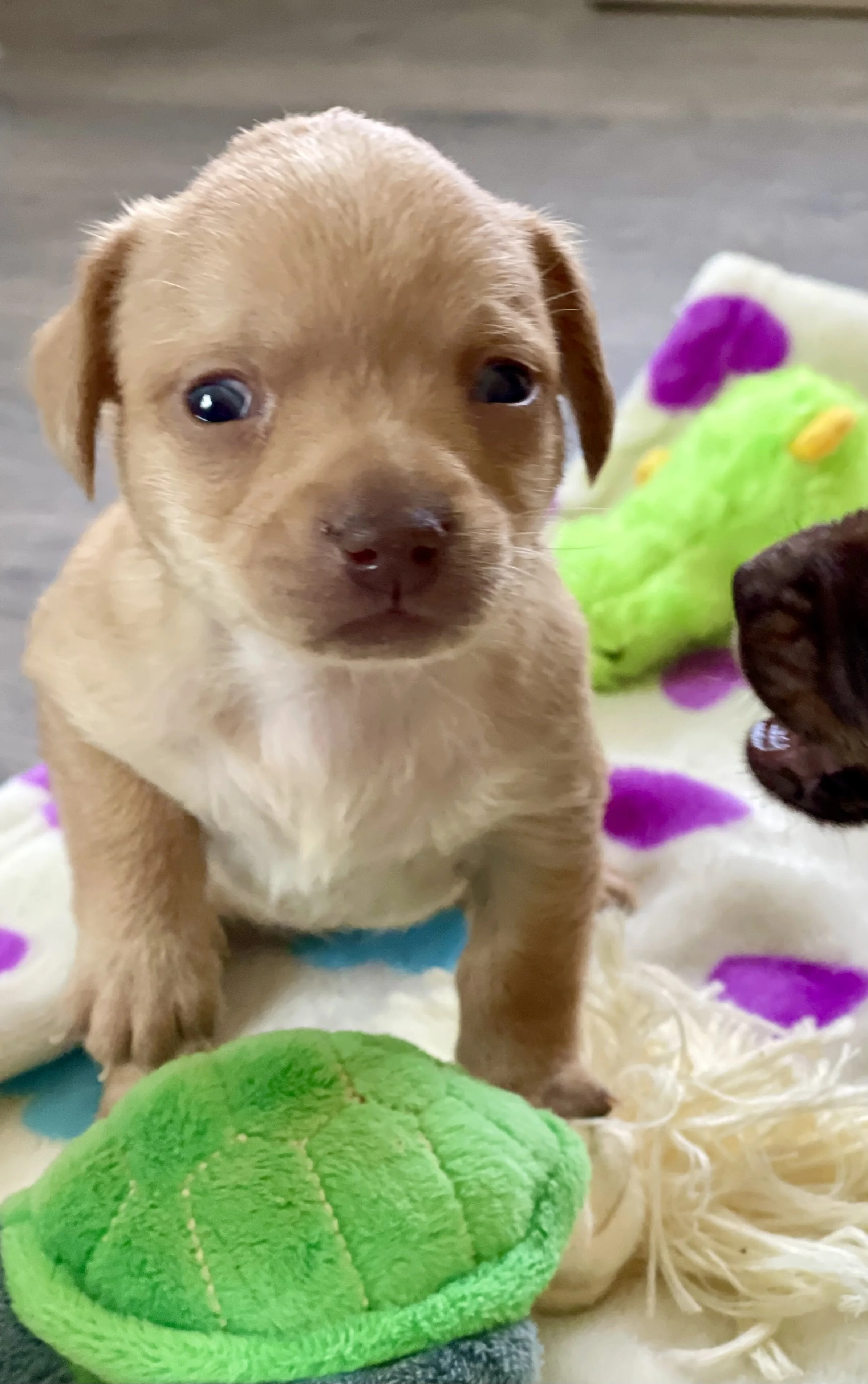 Services — Junebug Foundation