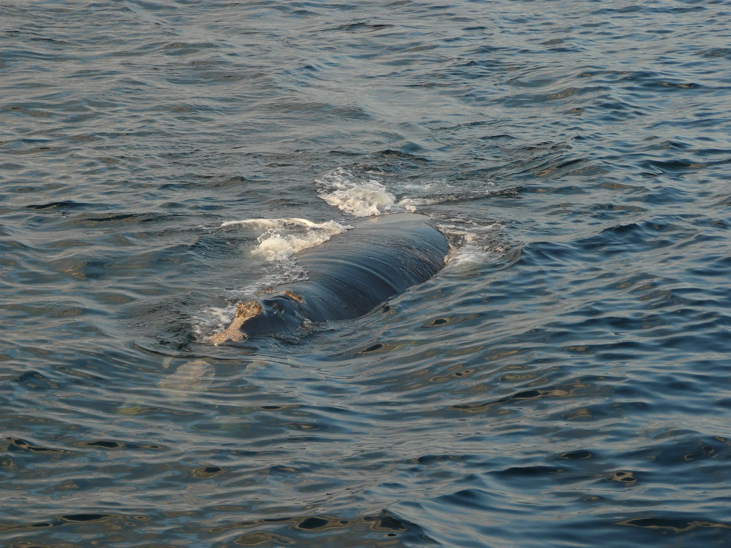 Detecting whales from space — Cody Carlyle, MSc