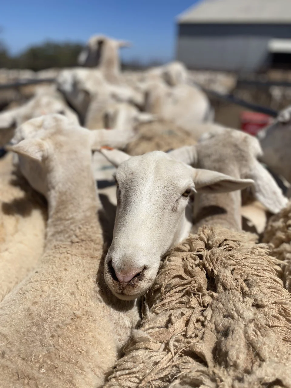 Dorper Lamb — Spear Creek Holiday Park